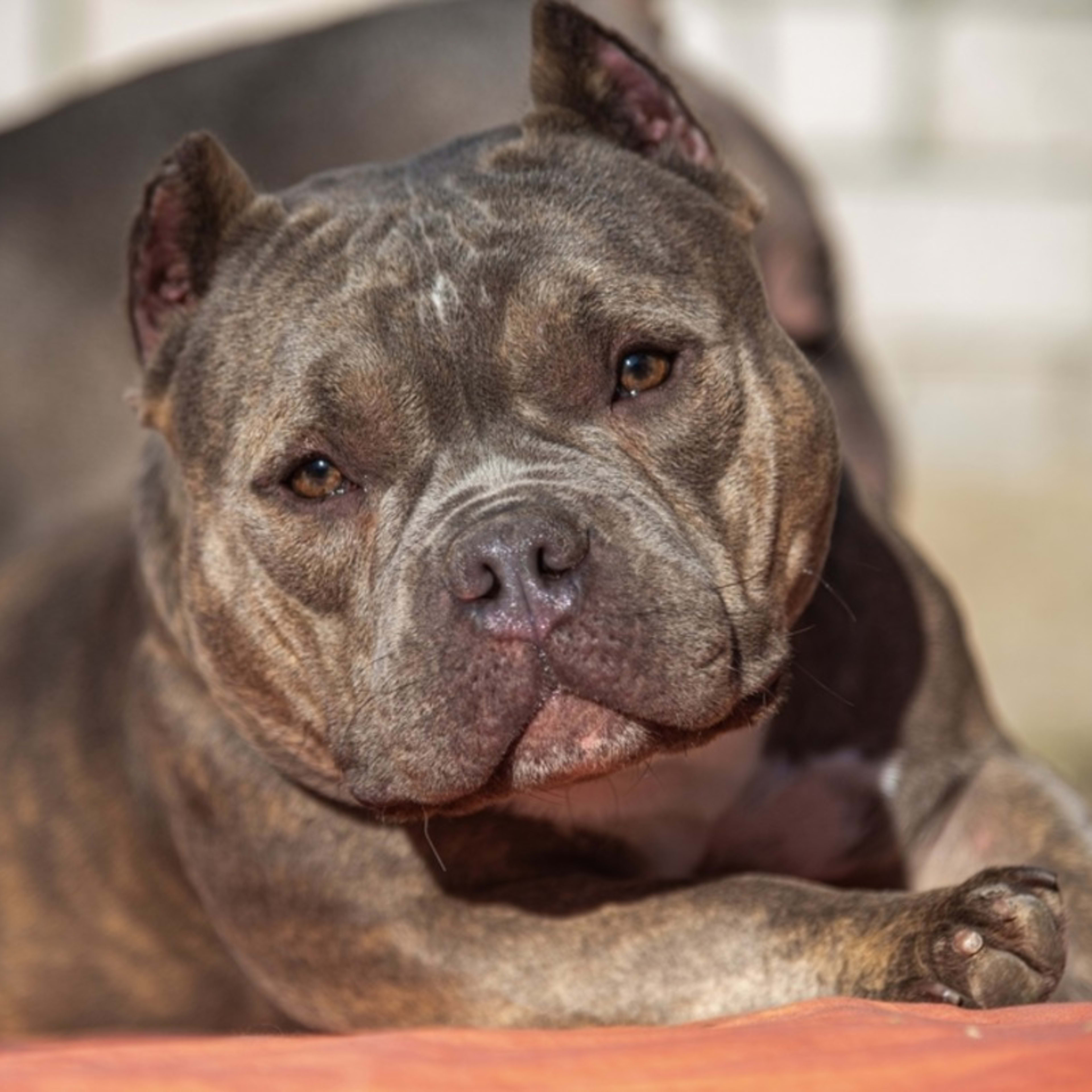 Golden Retriever Gets the Most Wholesome Brand Trip Experience and His ...