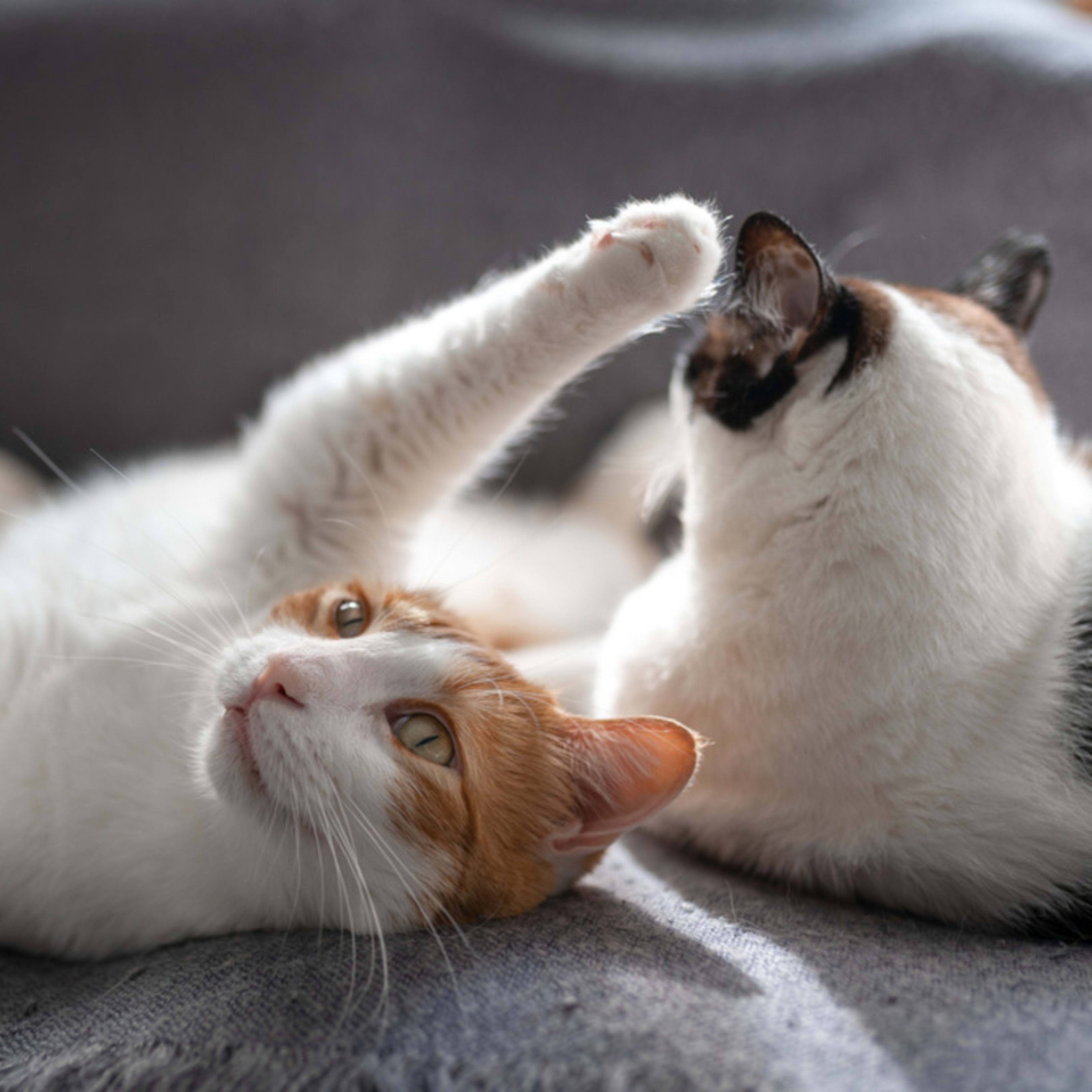 Newfoundland Puppy's Happy Adventure in the Snow Will Make Your Heart ...
