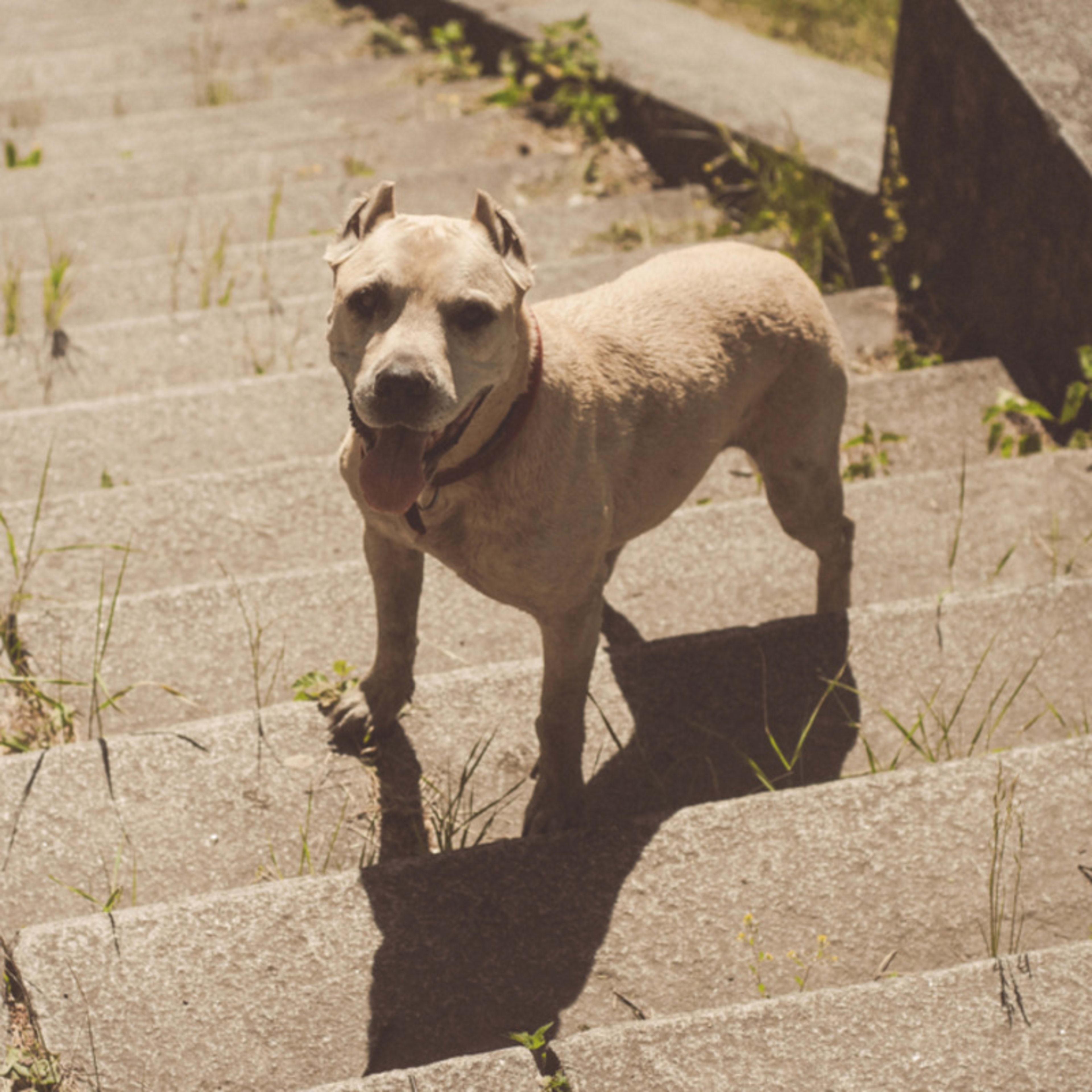 Rottweiler Takes His Job Very Seriously After ‘Saving’ Mom on a Walk ...