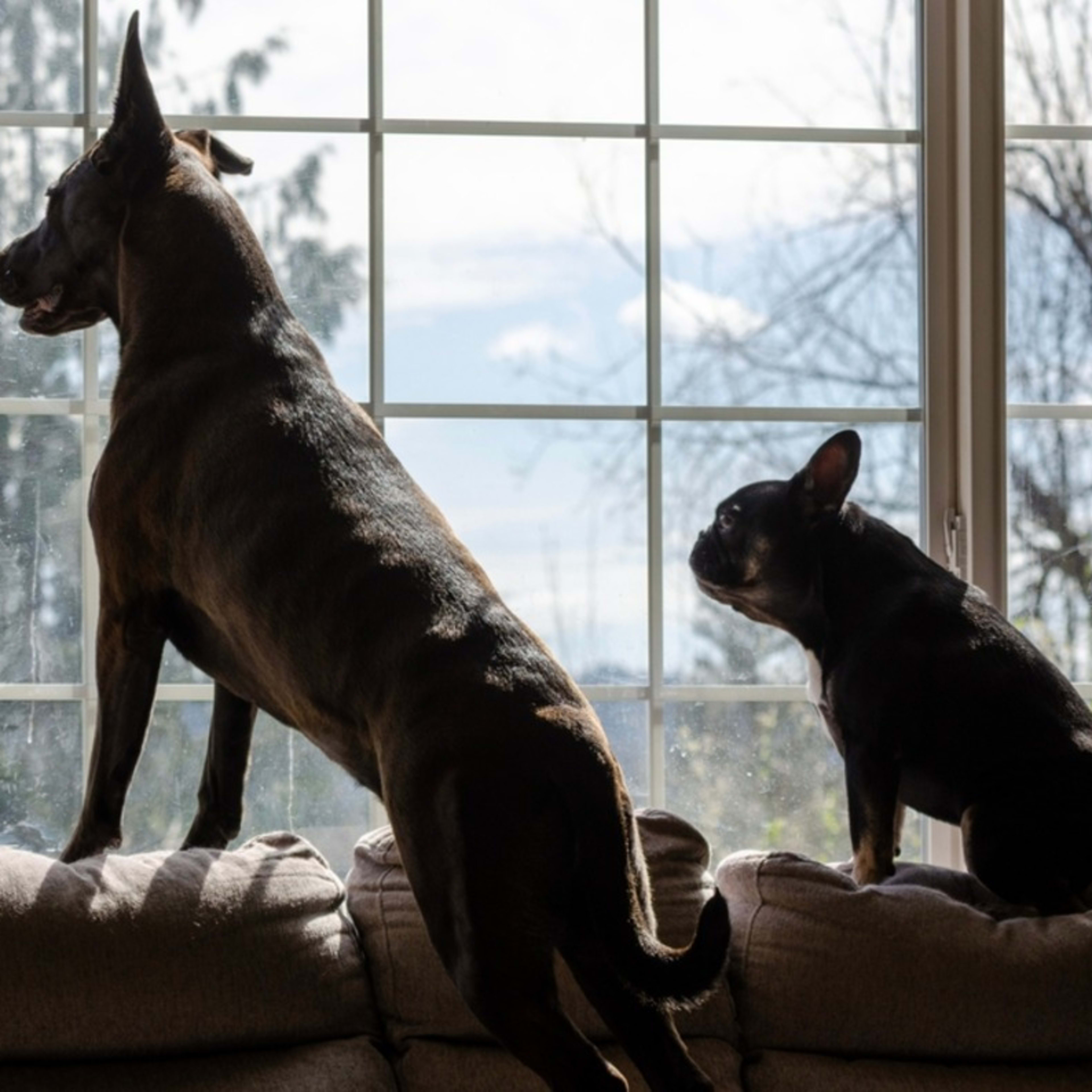 Shih-Poo Puppy’s First Time Wearing Shoes Is Just the Right Amount of ...