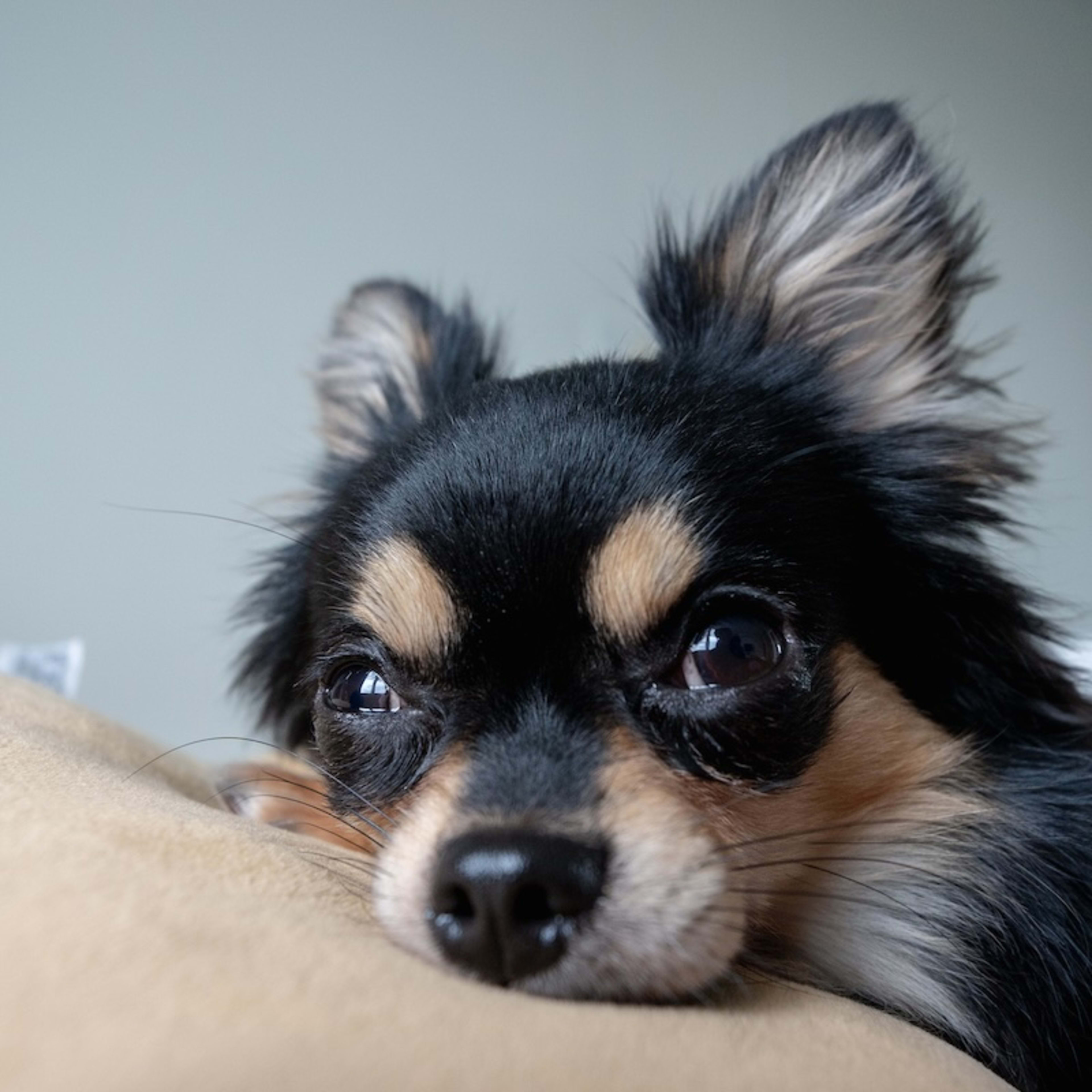 Spoiled Boxer’s Nighttime Routine Is One for the Record Books - PawNation