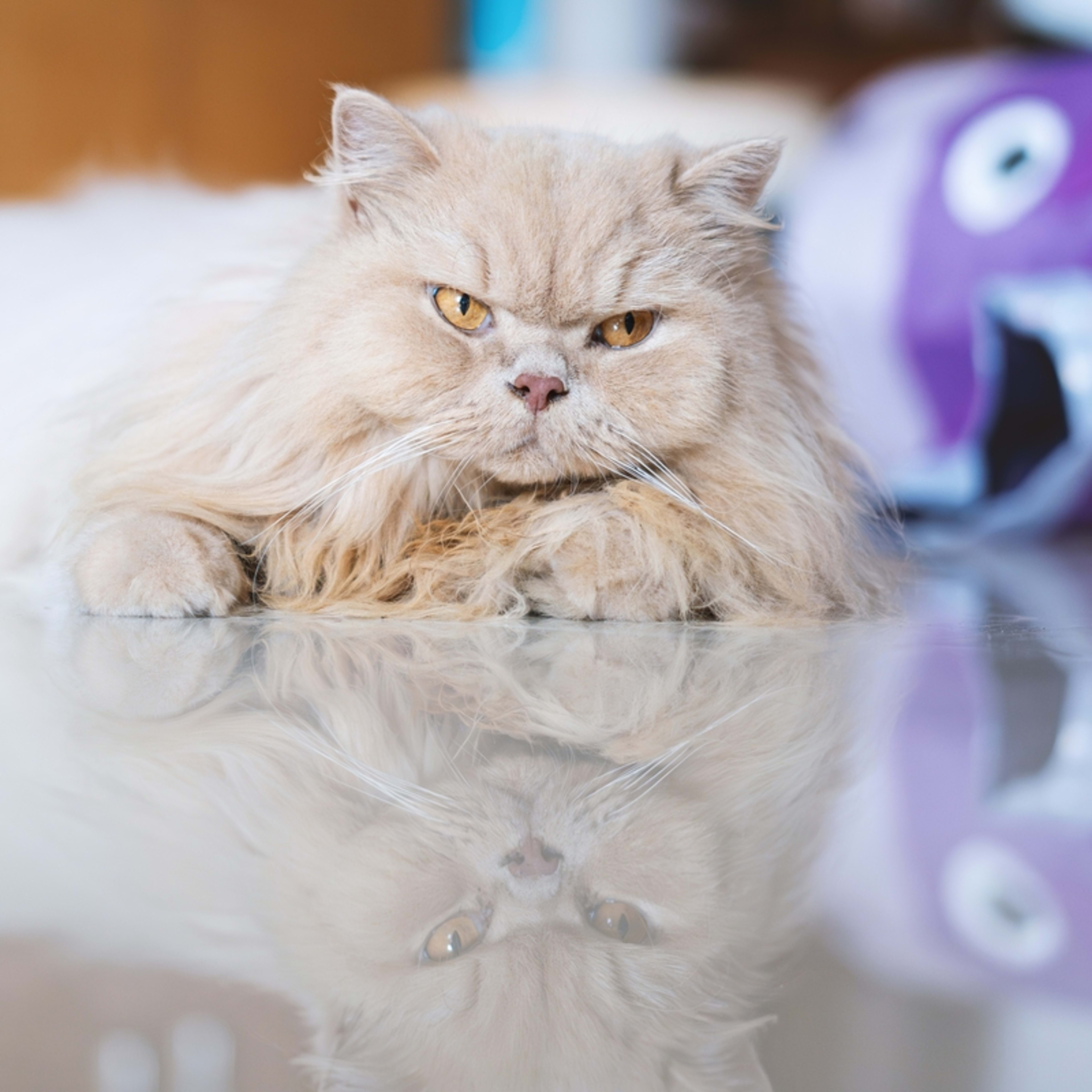 British Longhair Cat Afraid of New Infant Decides He's Actually One ...