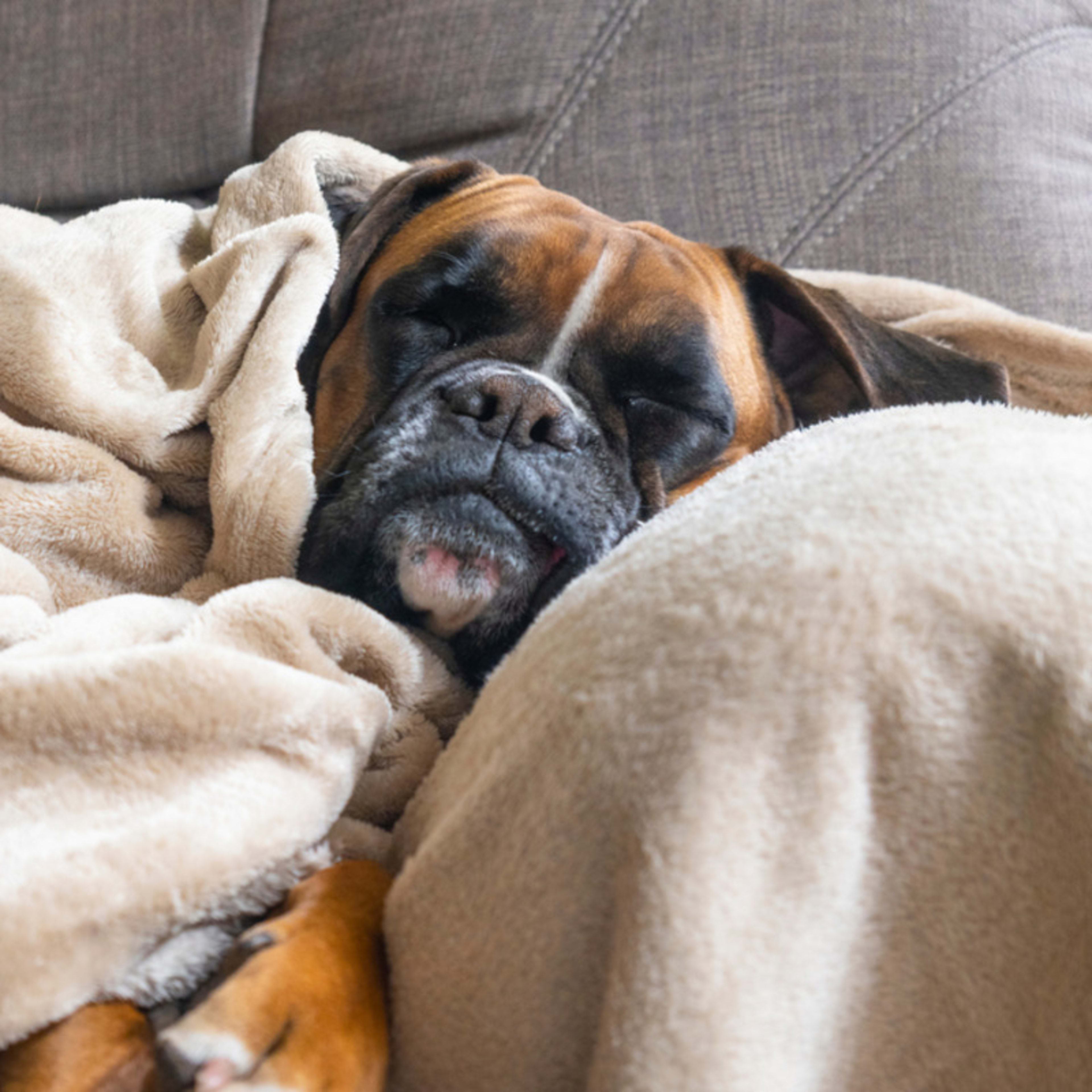 Labrador Retriever Steals Mom's Bubble Bath as Soon as She Leaves the ...