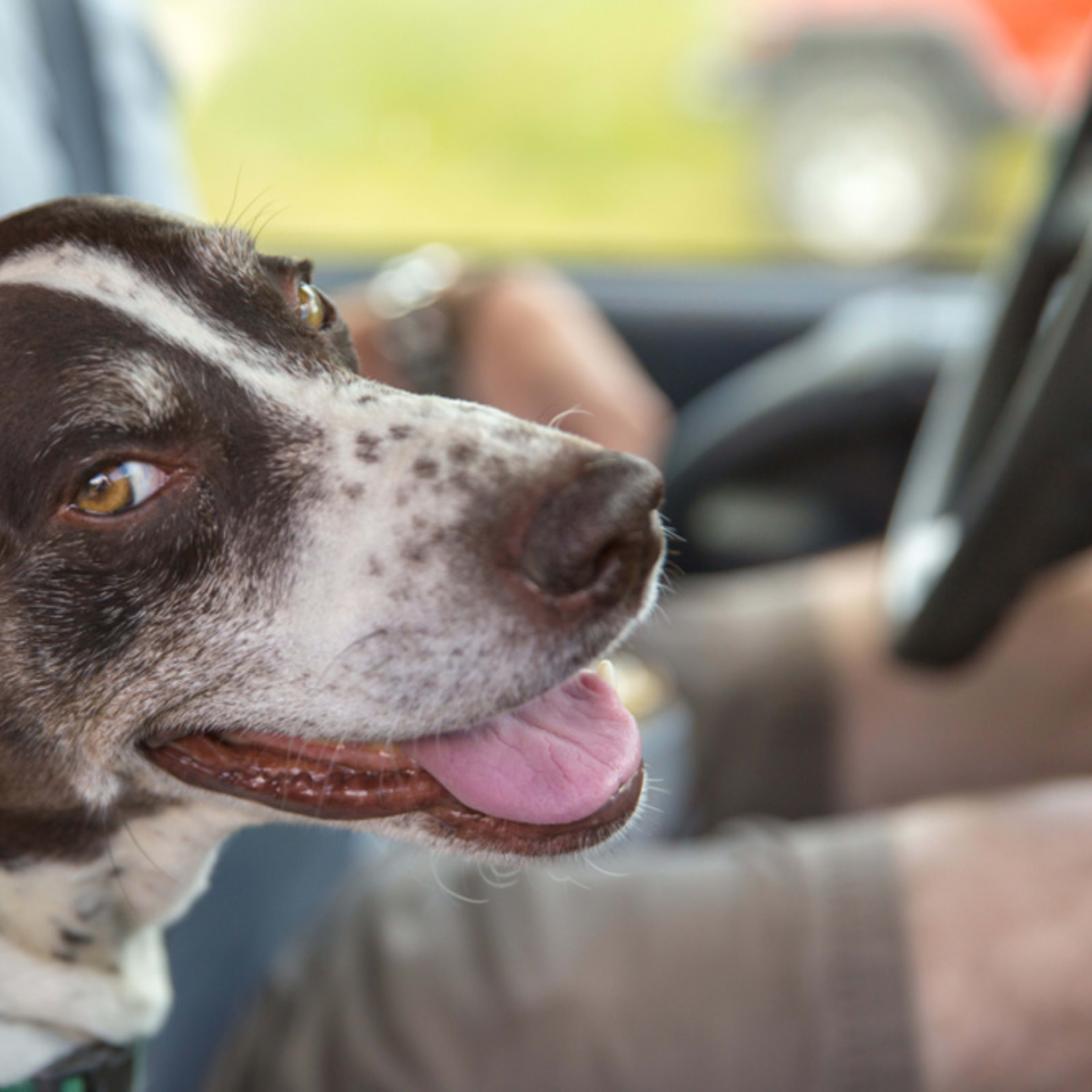 Golden Retriever Is Clocked in as a Full-Time Pool Noodle - PawNation