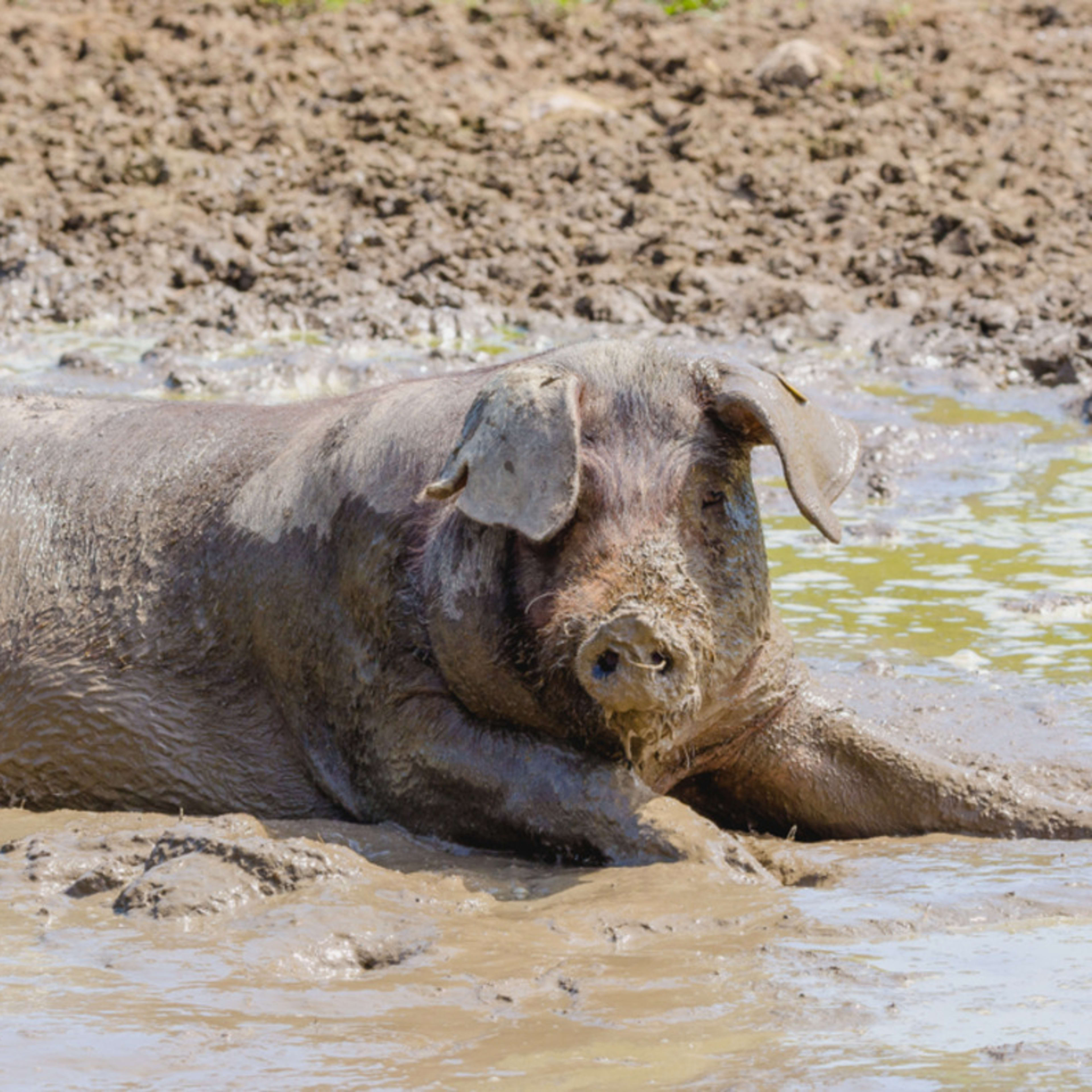 German Shorthaired Pointer Makes Escape in Costco and Is Found in the ...