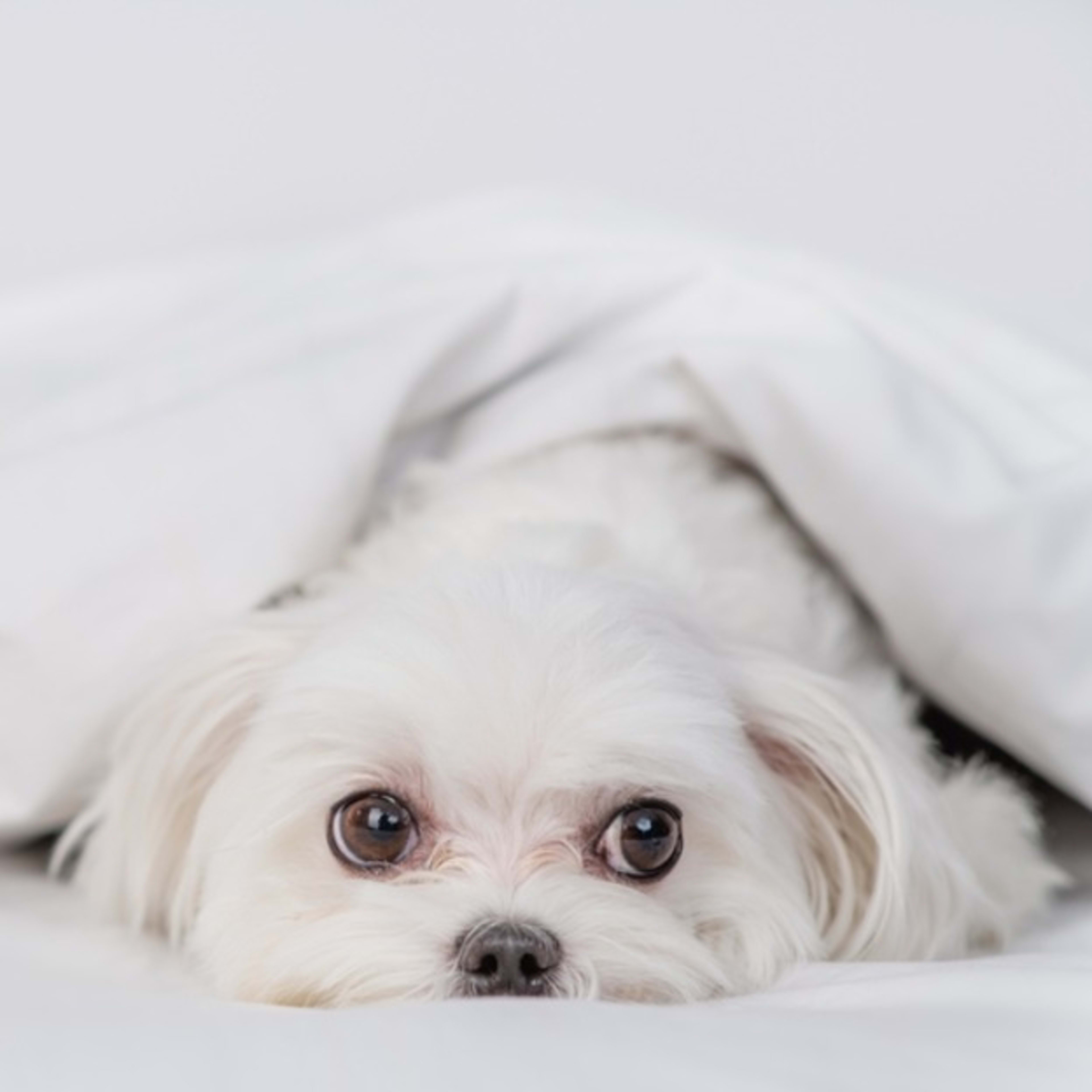 Savannah Mix Cat Experiences Snow for the First Time and Is Mesmerized ...