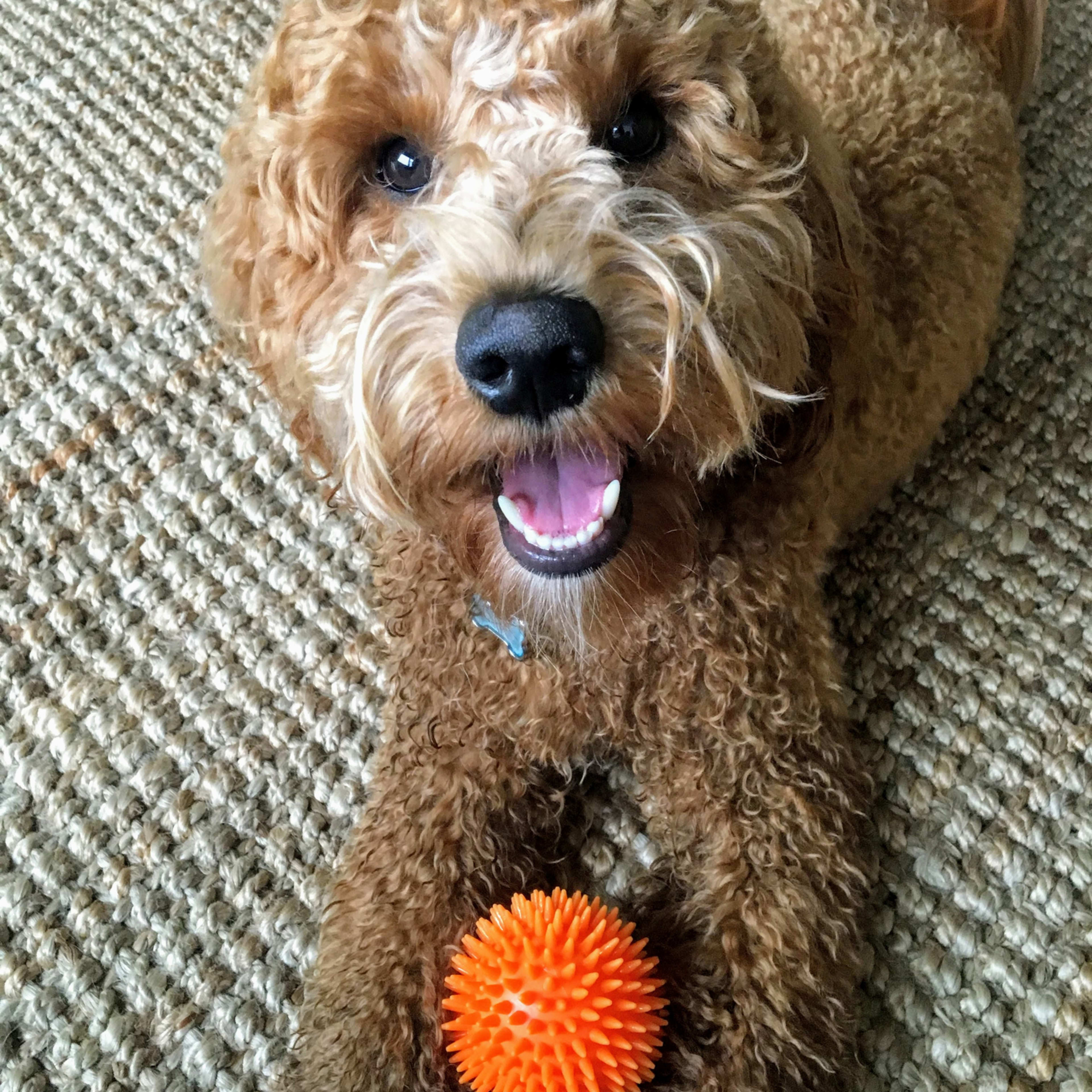 Adorable Goldendoodle Throws Pro-Level Shade and We're Obsessed - PawNation