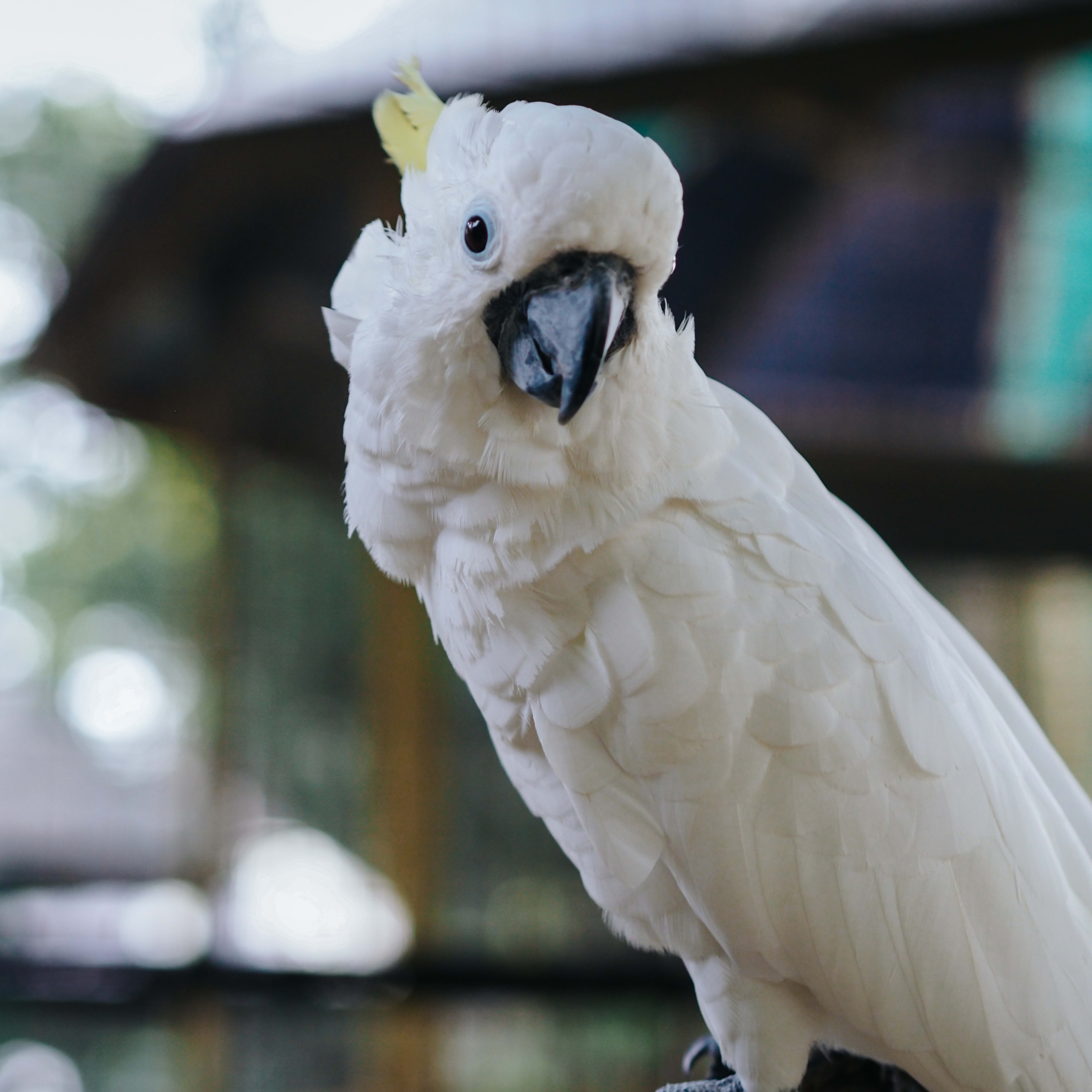 Amazon Parrot Sings the 'Batman' Theme Like a True TV Baby - PawNation