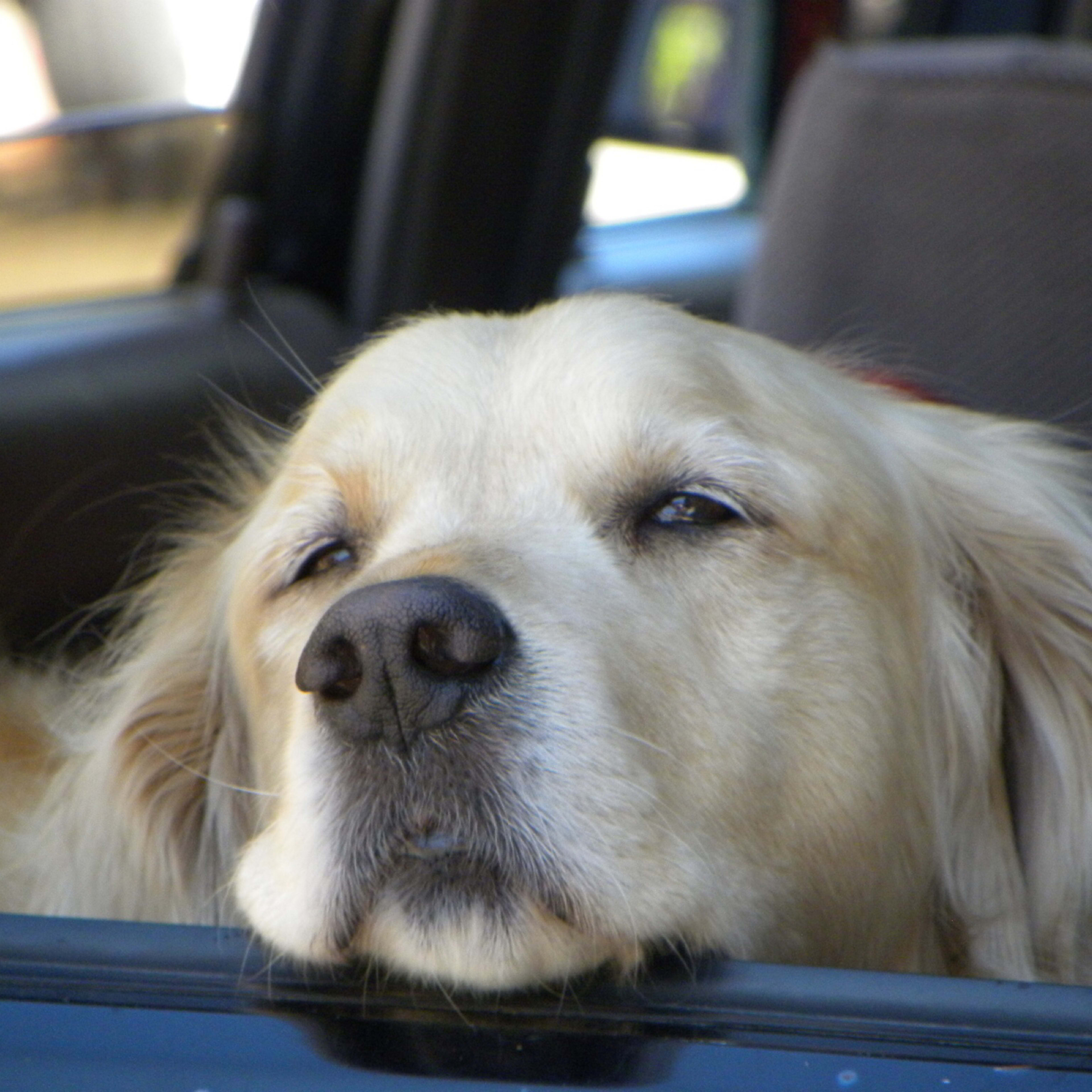 Golden Retriever Returns From the Groomer and Trust Is Officially ...