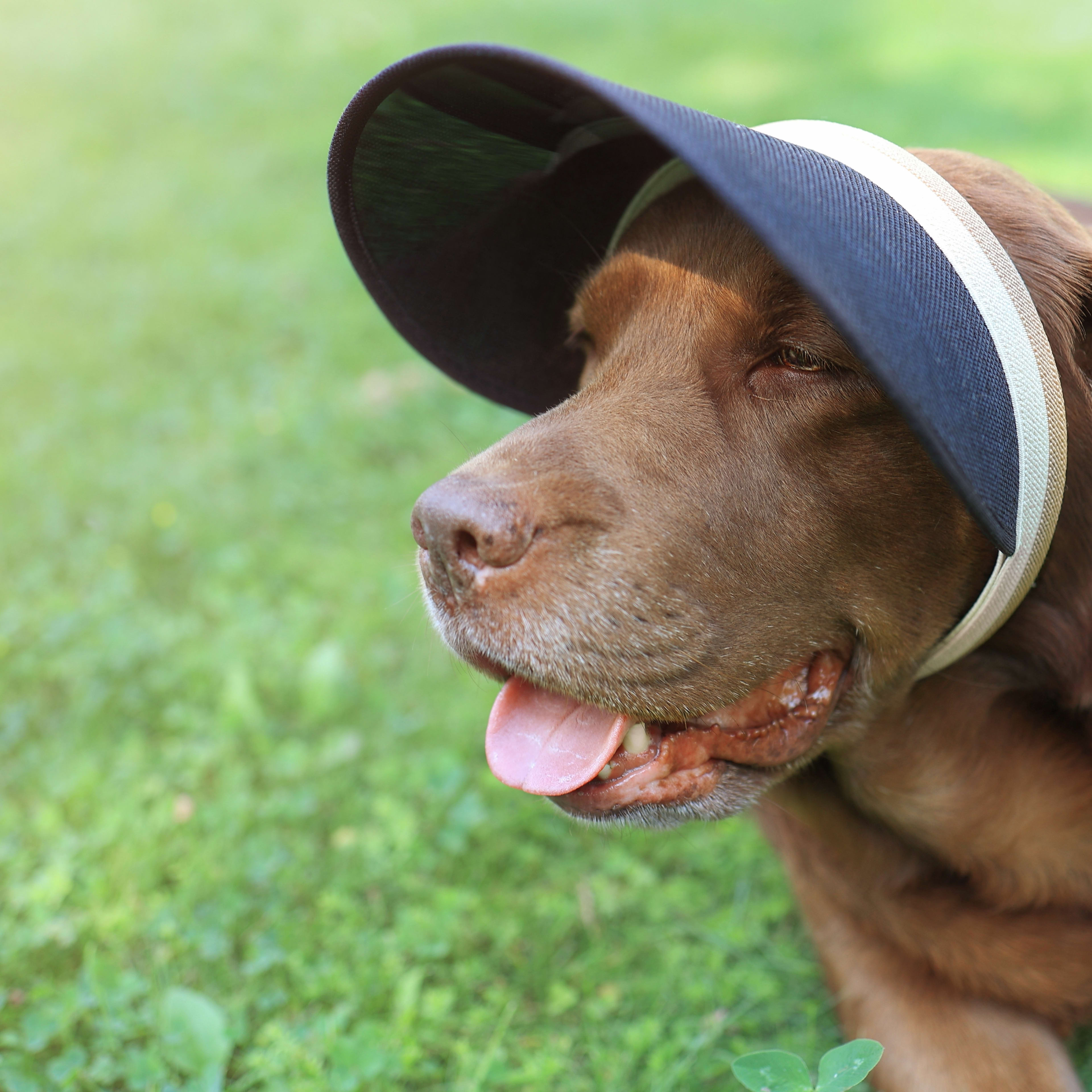 Black Labrador Gets Excitement Zoomies Before Mom Even Says 'Grandma's ...