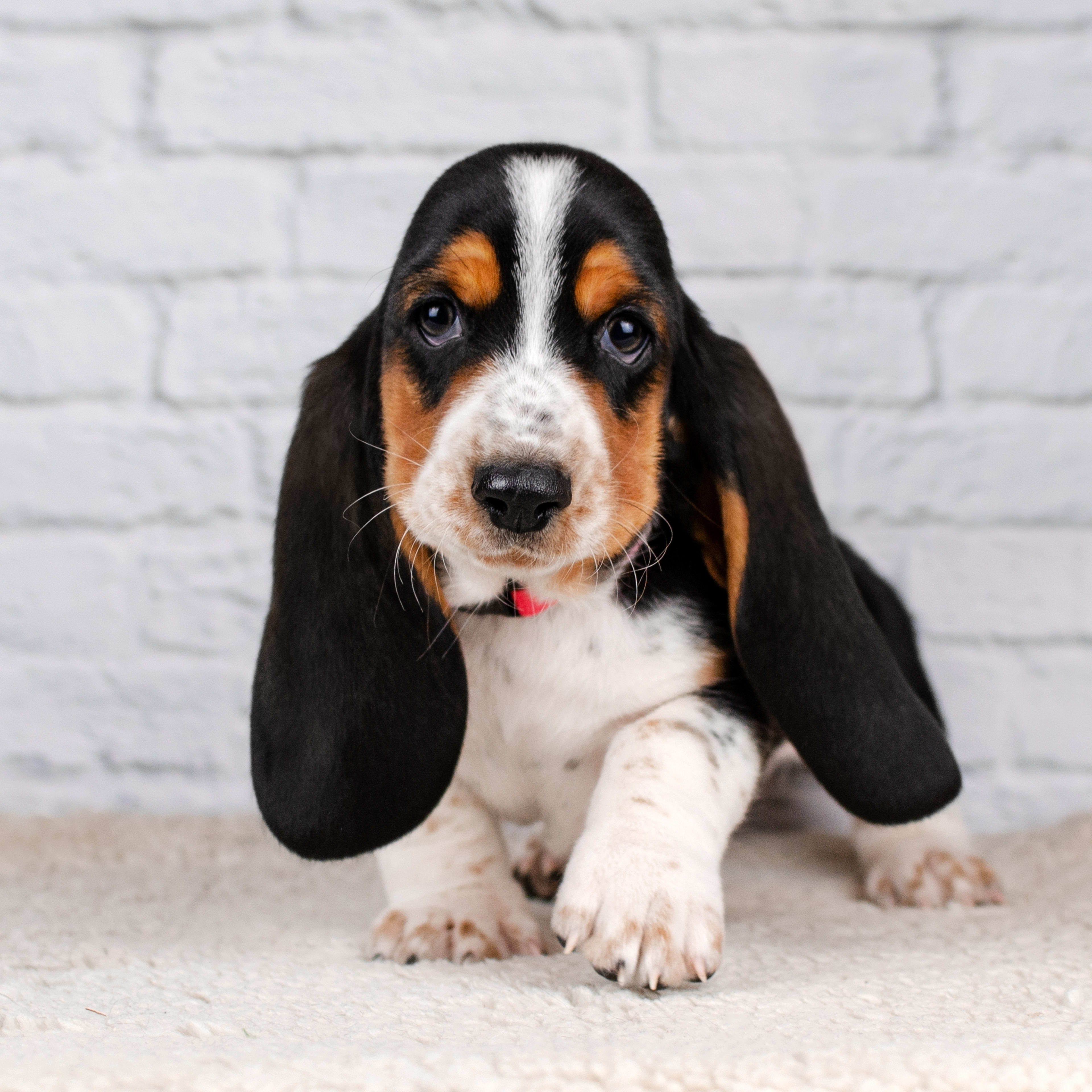 Pomapoo Puppy Looks Like He Crawled off the Shelf at Build-A-Bear ...