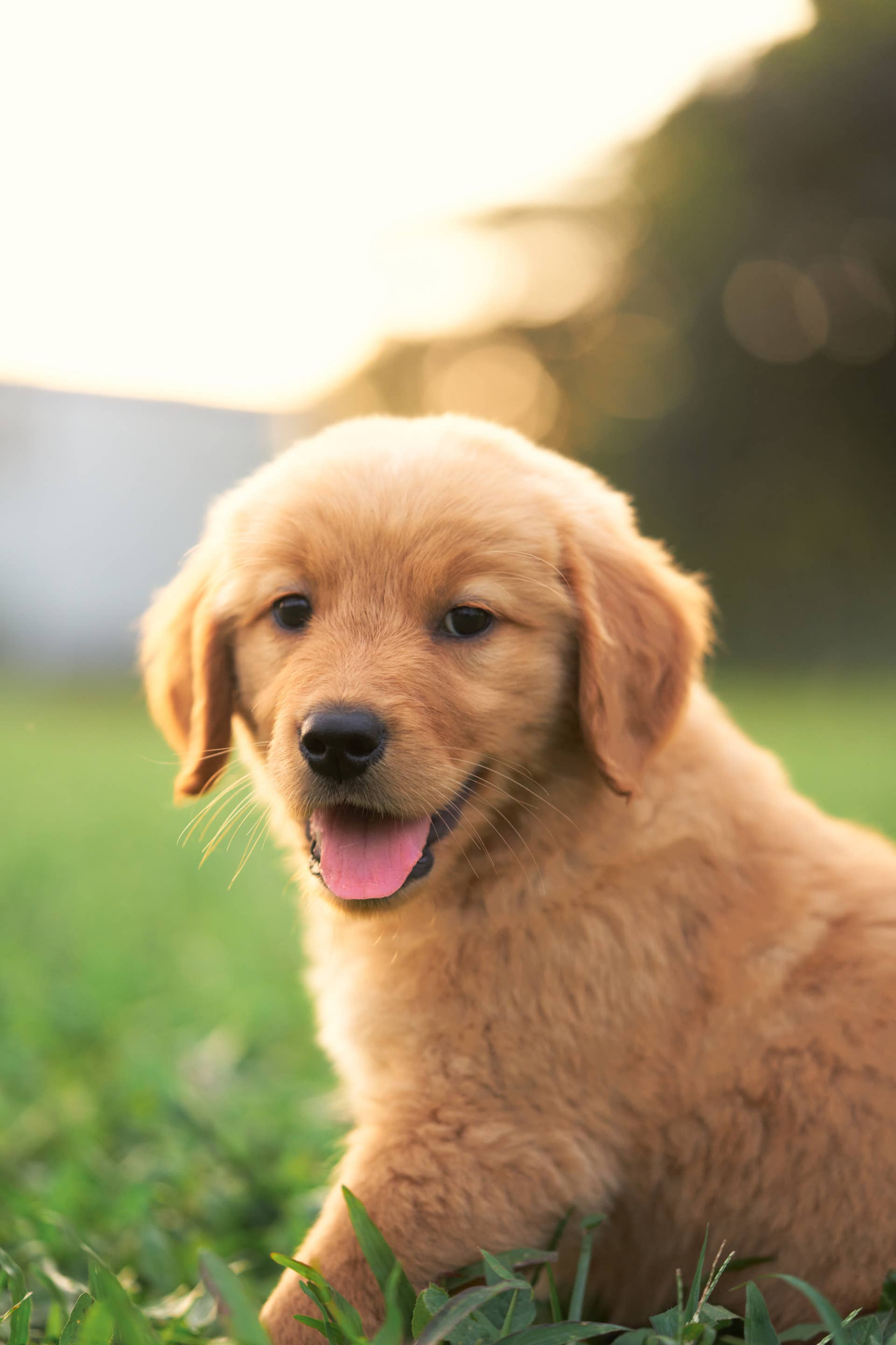 Golden Retriever Puppies Playing in Their Water Bowl Are Too Cute To ...