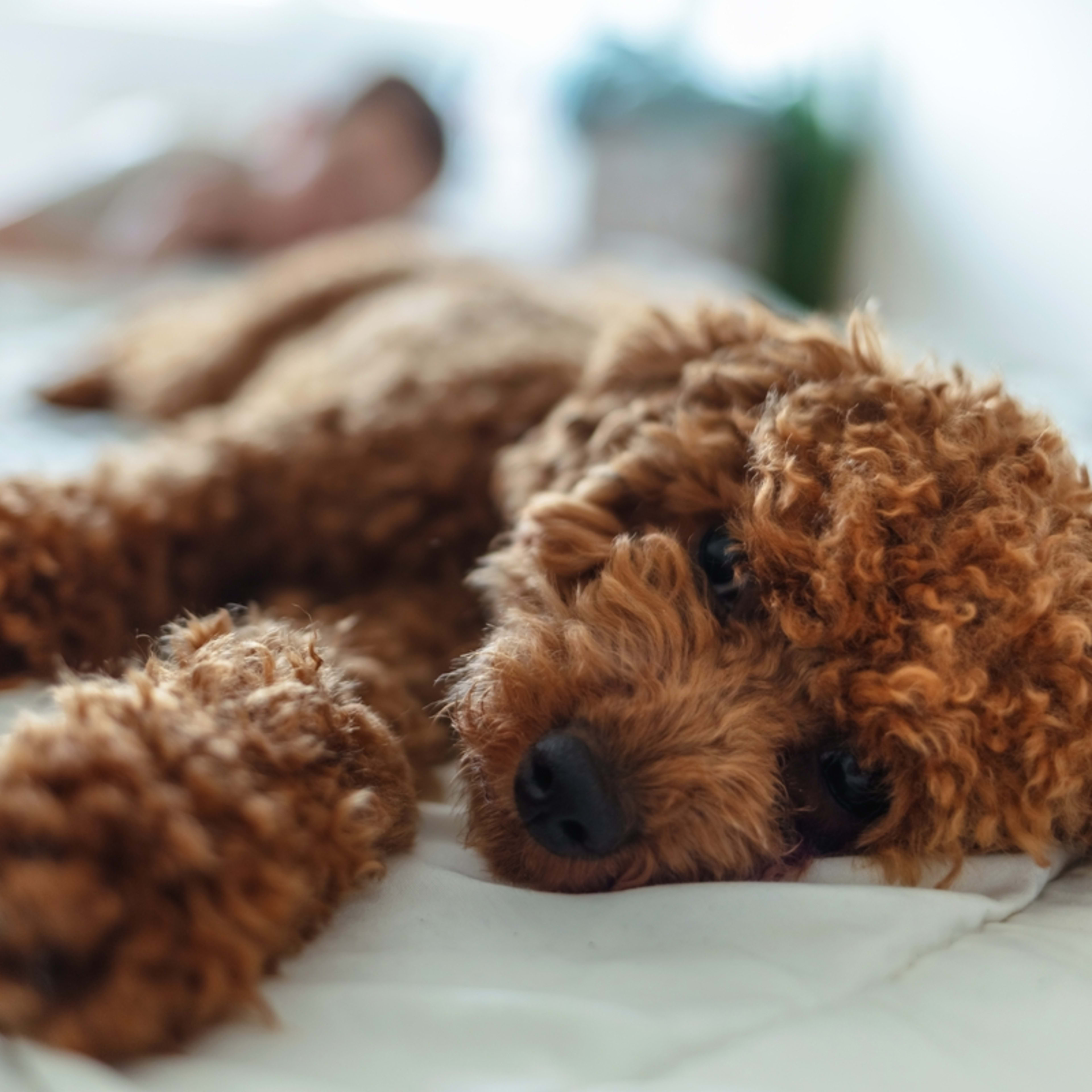 Sassy Toy Poodle Shows Dad Who’s Boss in Cute Video - PawNation