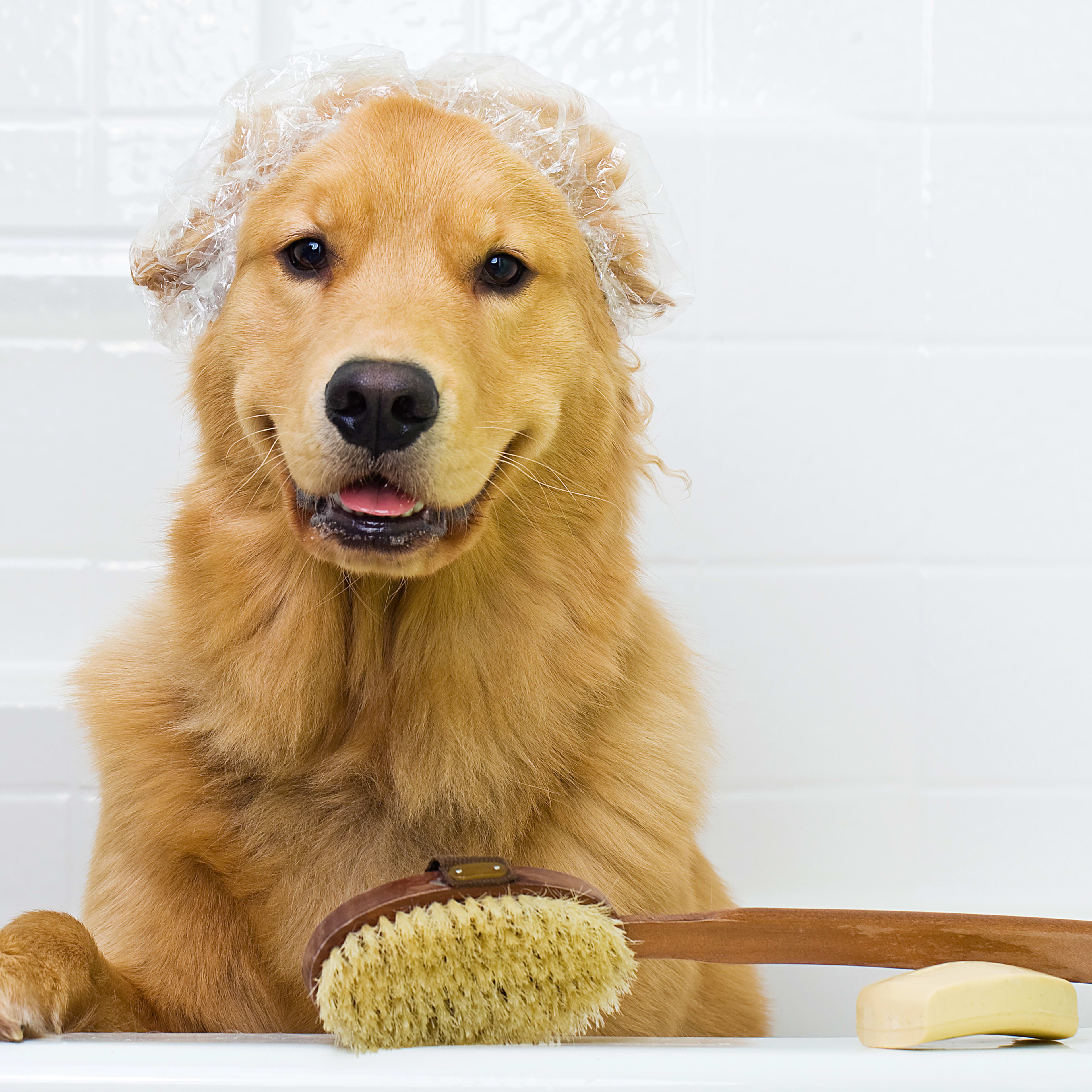 Golden Retriever Fully Embraces Scalp Massage in the Cutest Way ...
