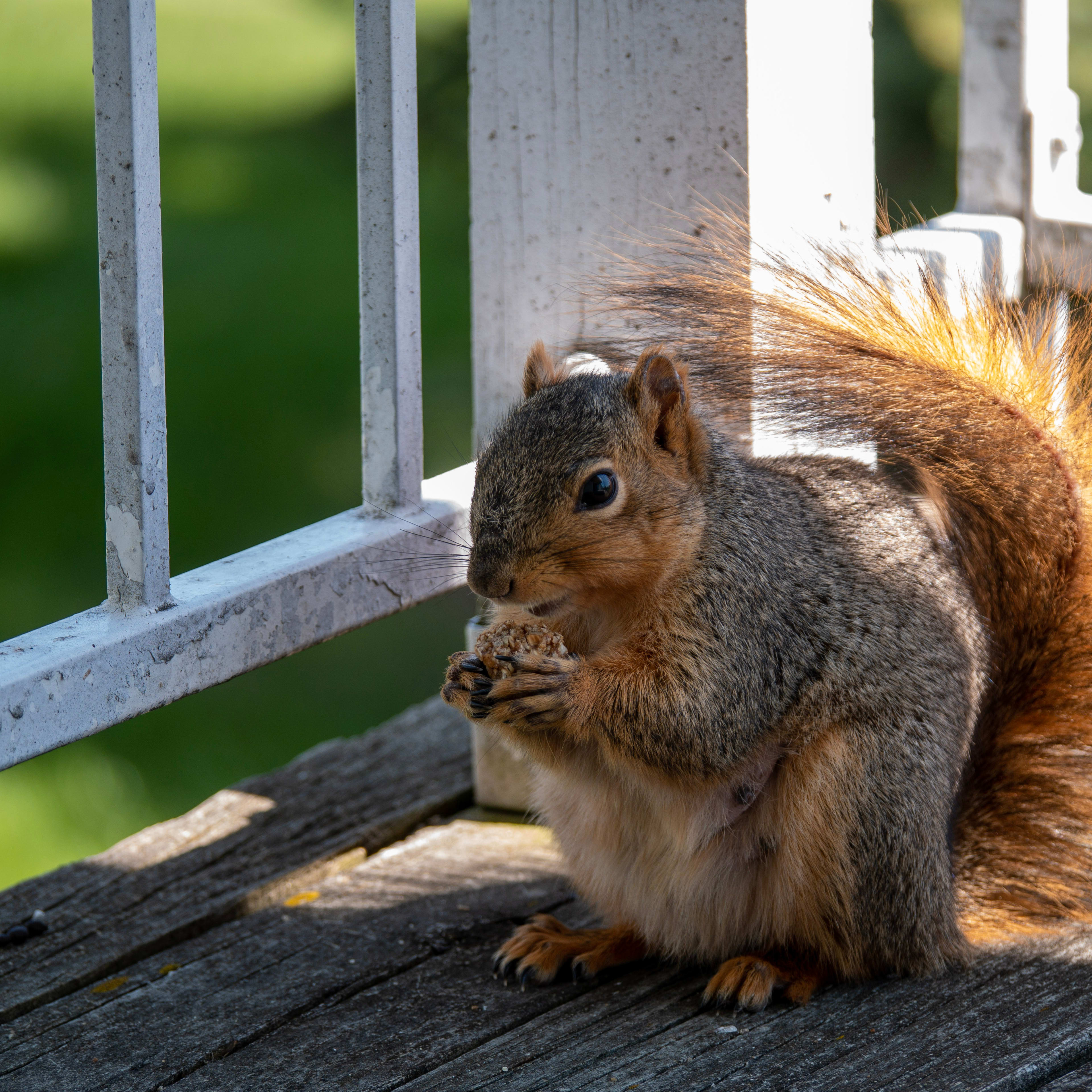 Silly Squirrels Steal Snacks From a Garden and Gloat About It Like Unbothered Kings - PawNation