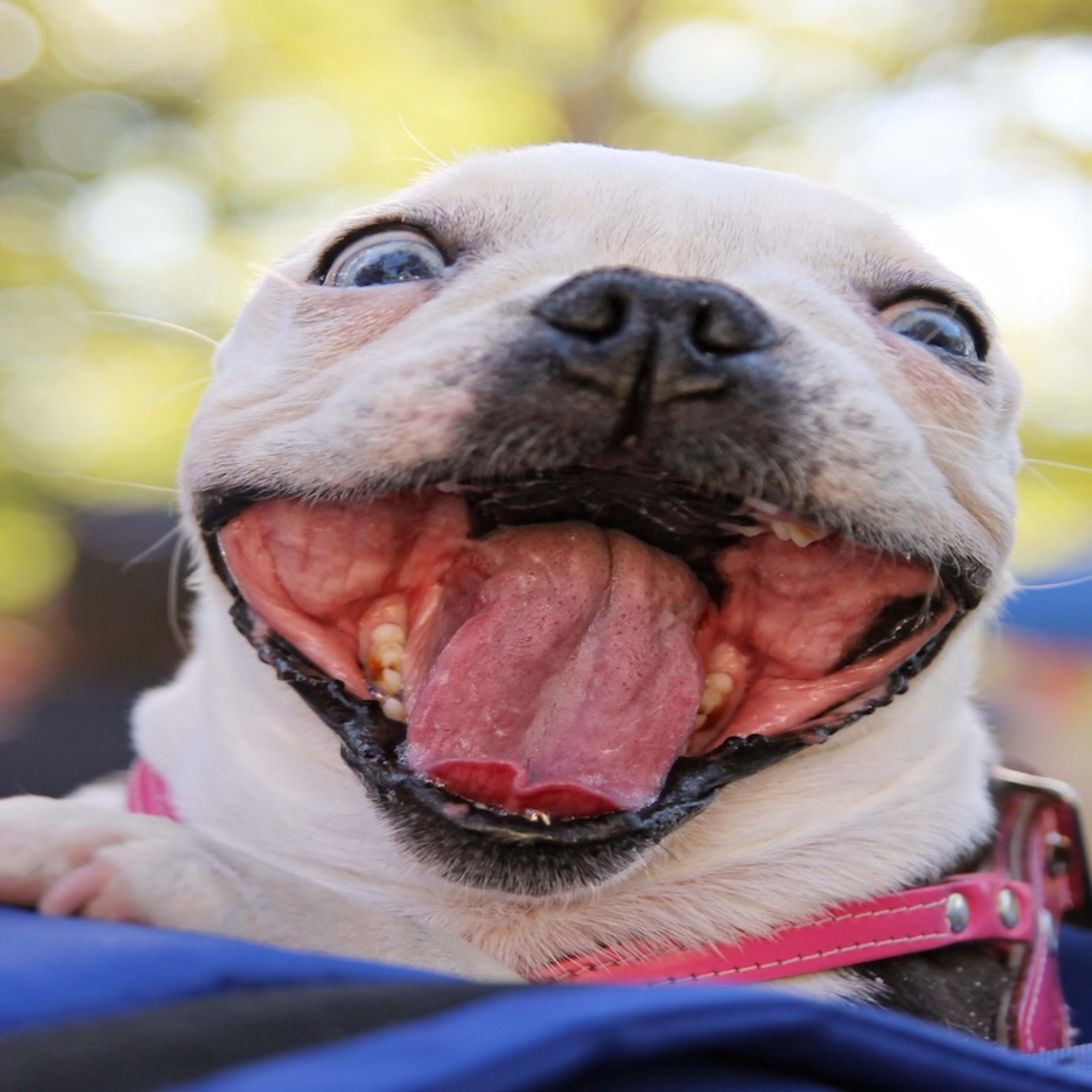Neighborhood Watch Bulldog's Precious 'Staring Station' Has Everyone ...