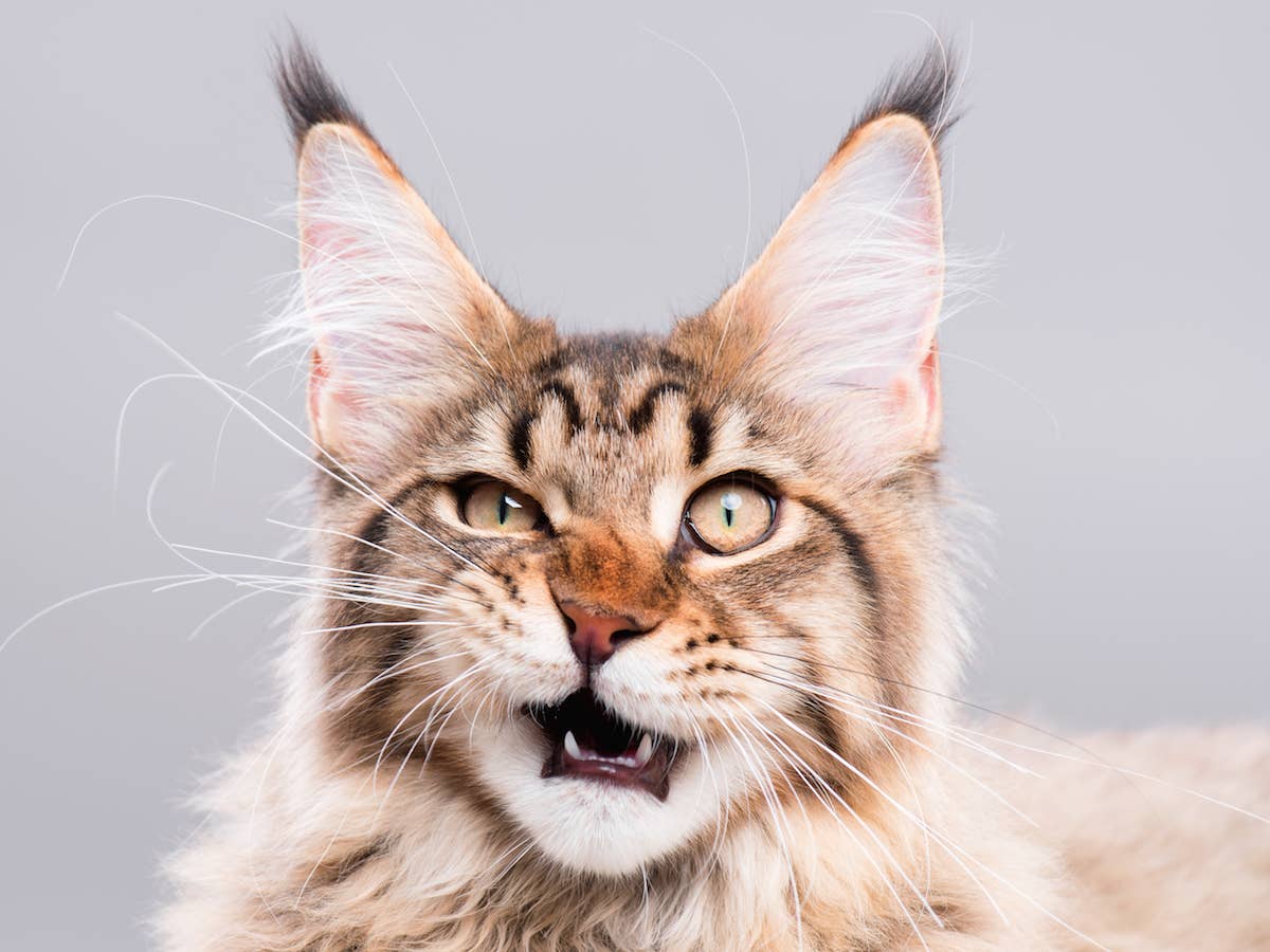 Orange Cat With Dwarfism Has the Cutest Square Head and People Can't ...