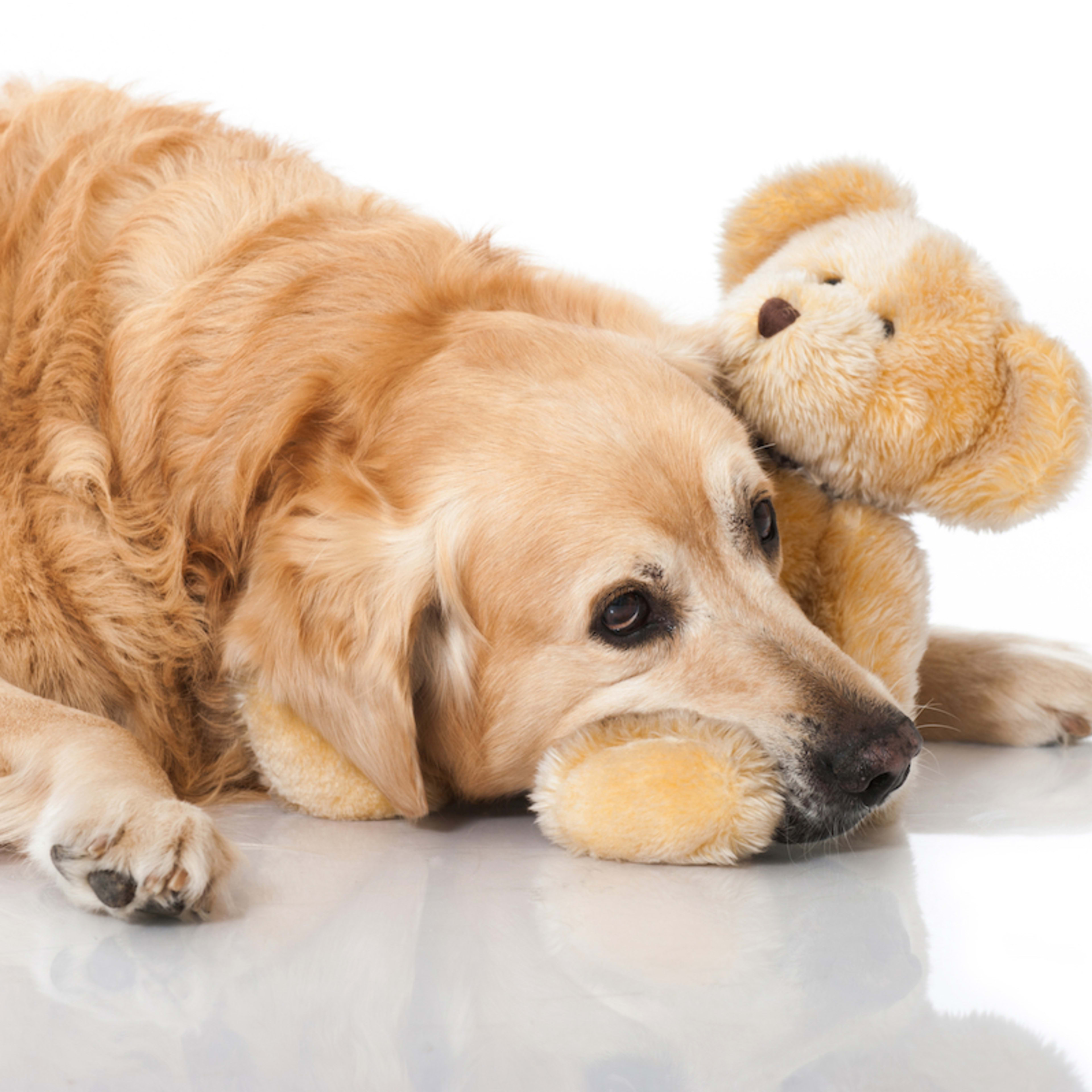 Pit Bull and Bearded Dragon Make the Most Unlikely Besties - PawNation
