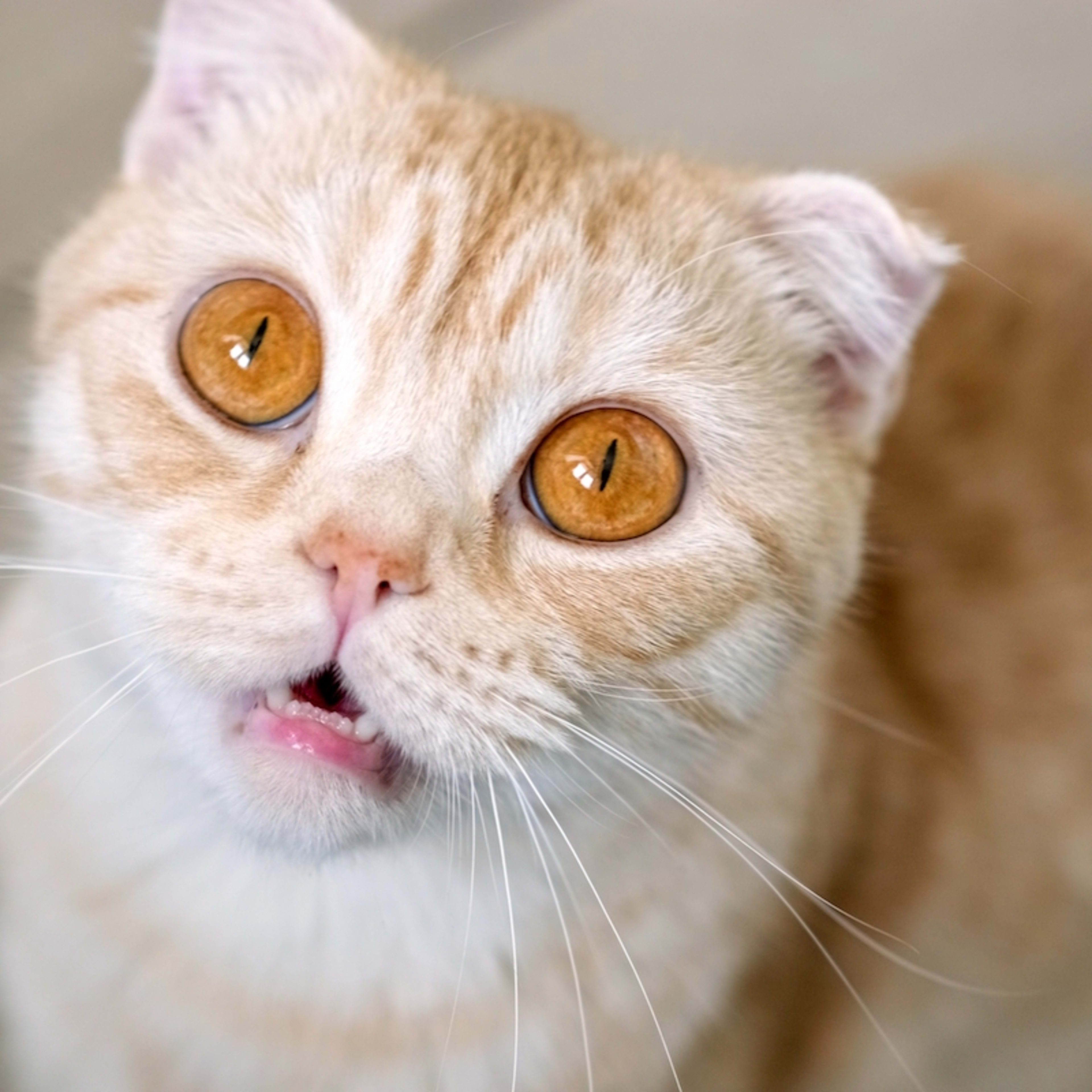 Orange Cat Tries Cheetos and He's Hooked After One Bite - PawNation