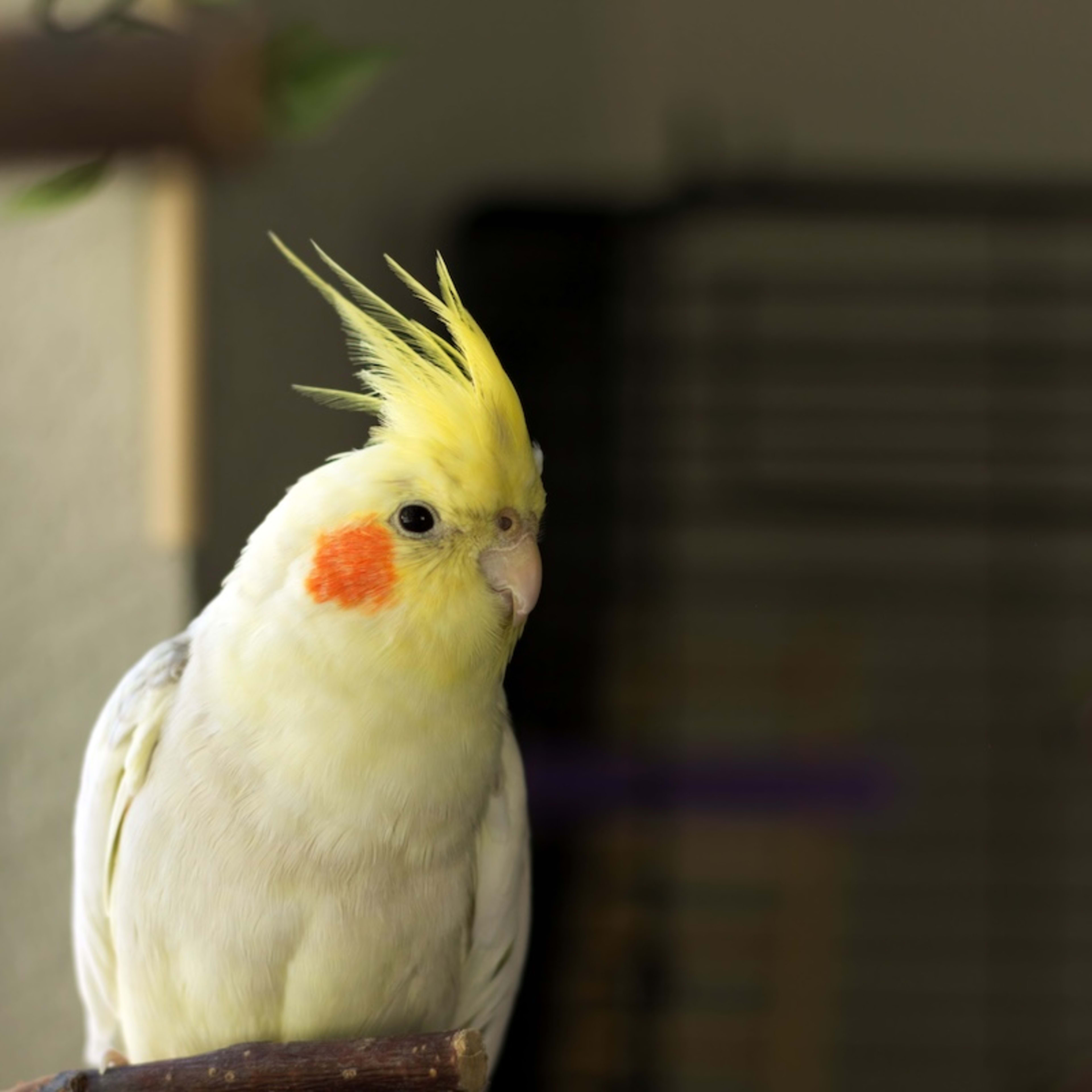 Cane Corso Protecting Mom From Rainstorm Couldn't Be Any Braver - PawNation