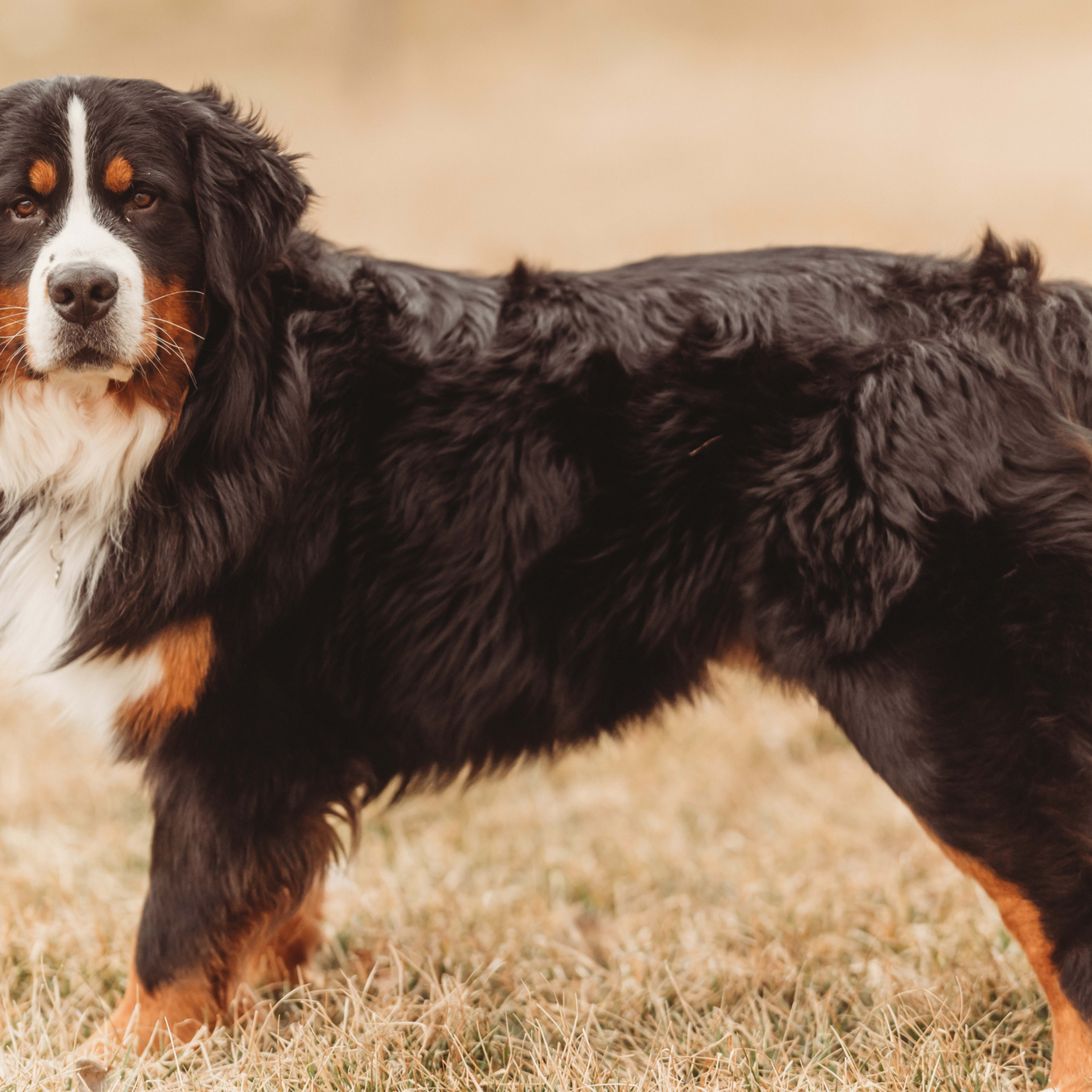 Dad Puts GoPro on Bernese Mountain Dog and Hides and the Cutest Chaos ...