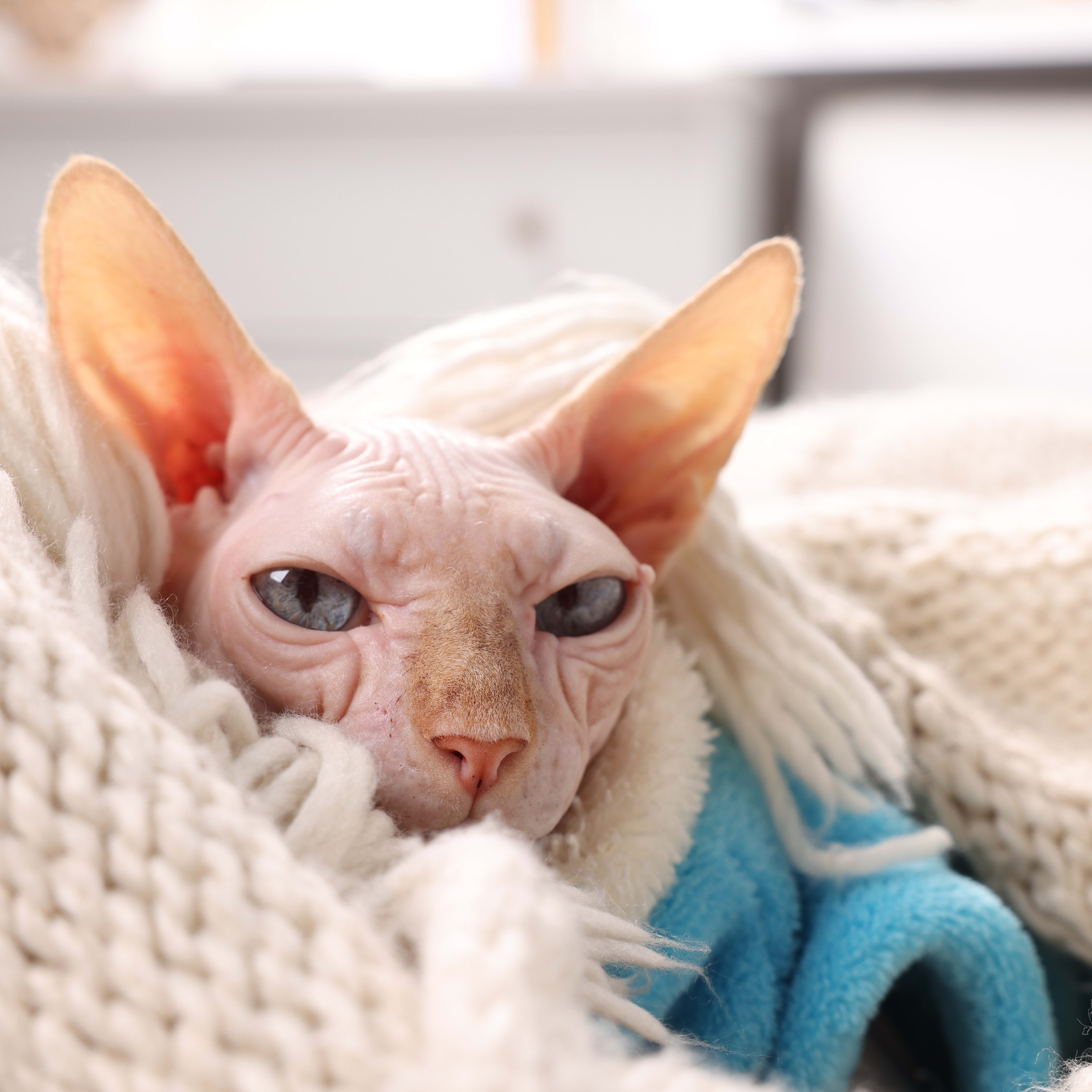 Sphynx Cat Sweetly Cuddles up Under Mom's Shirt To Get Warm - PawNation