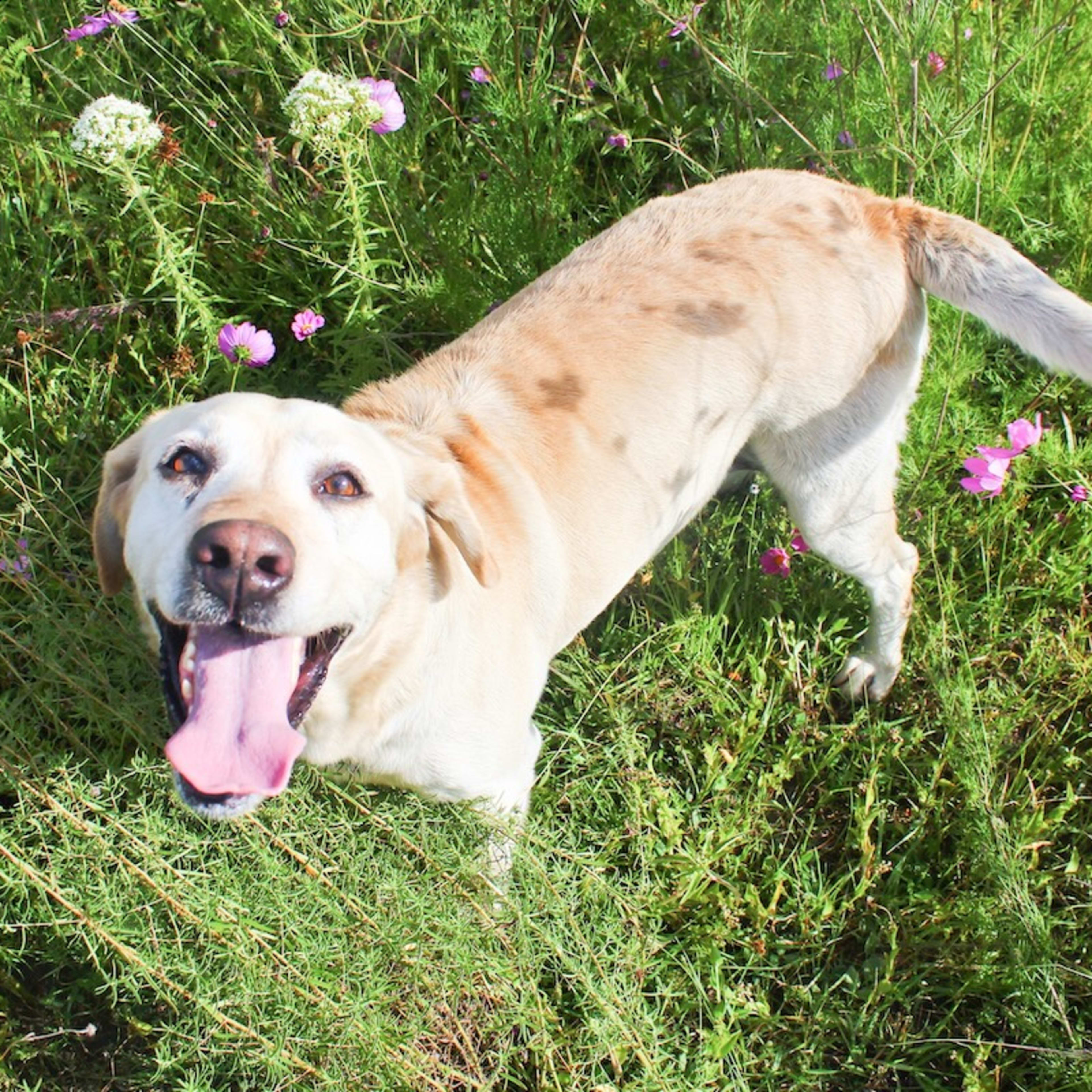 Labrador Retriever Puppy’s ‘Accidental’ Escape From Crate Is So Silly ...