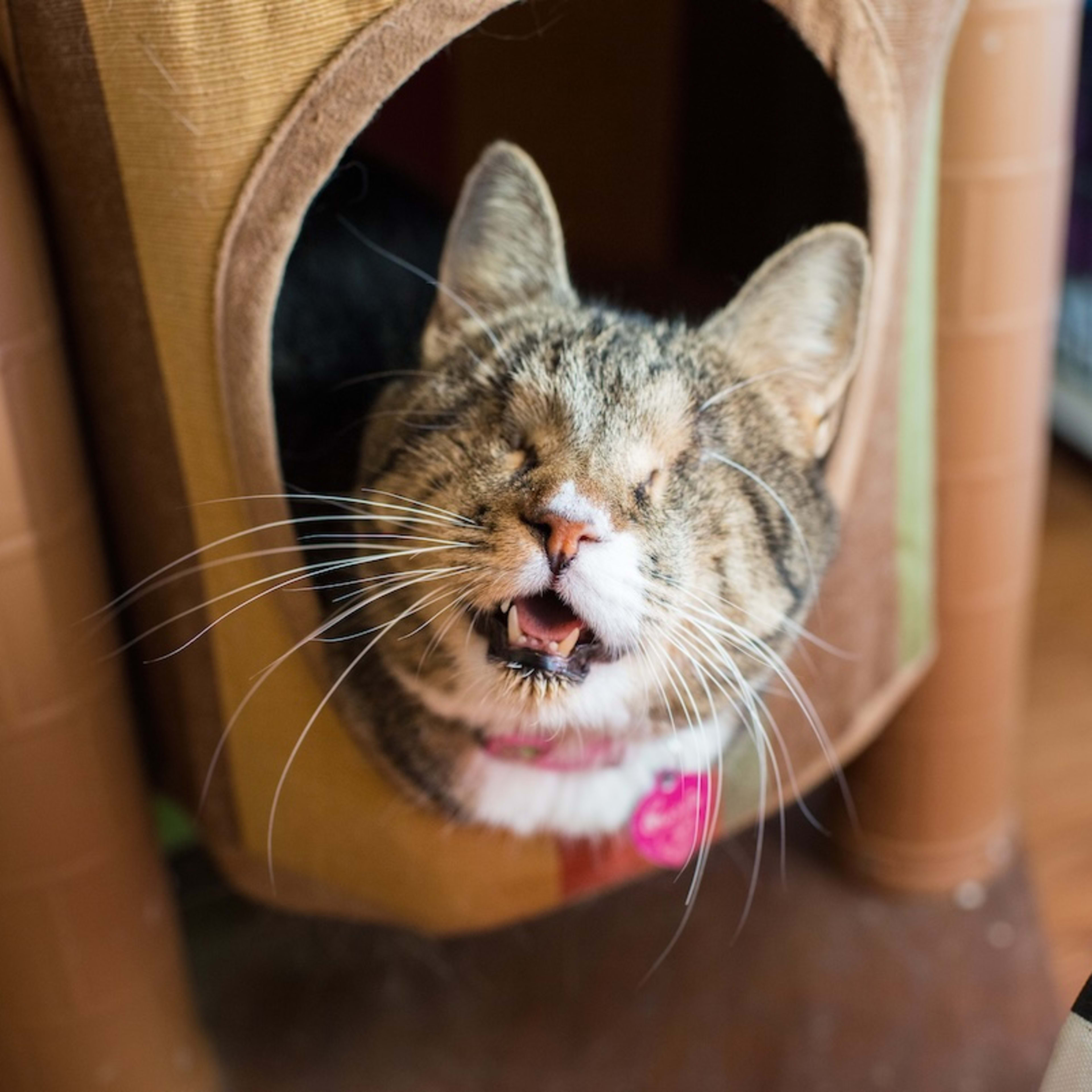 Sweet Blind Cat Shows off Toy Mouse to Her Cat Brother and It's Too ...