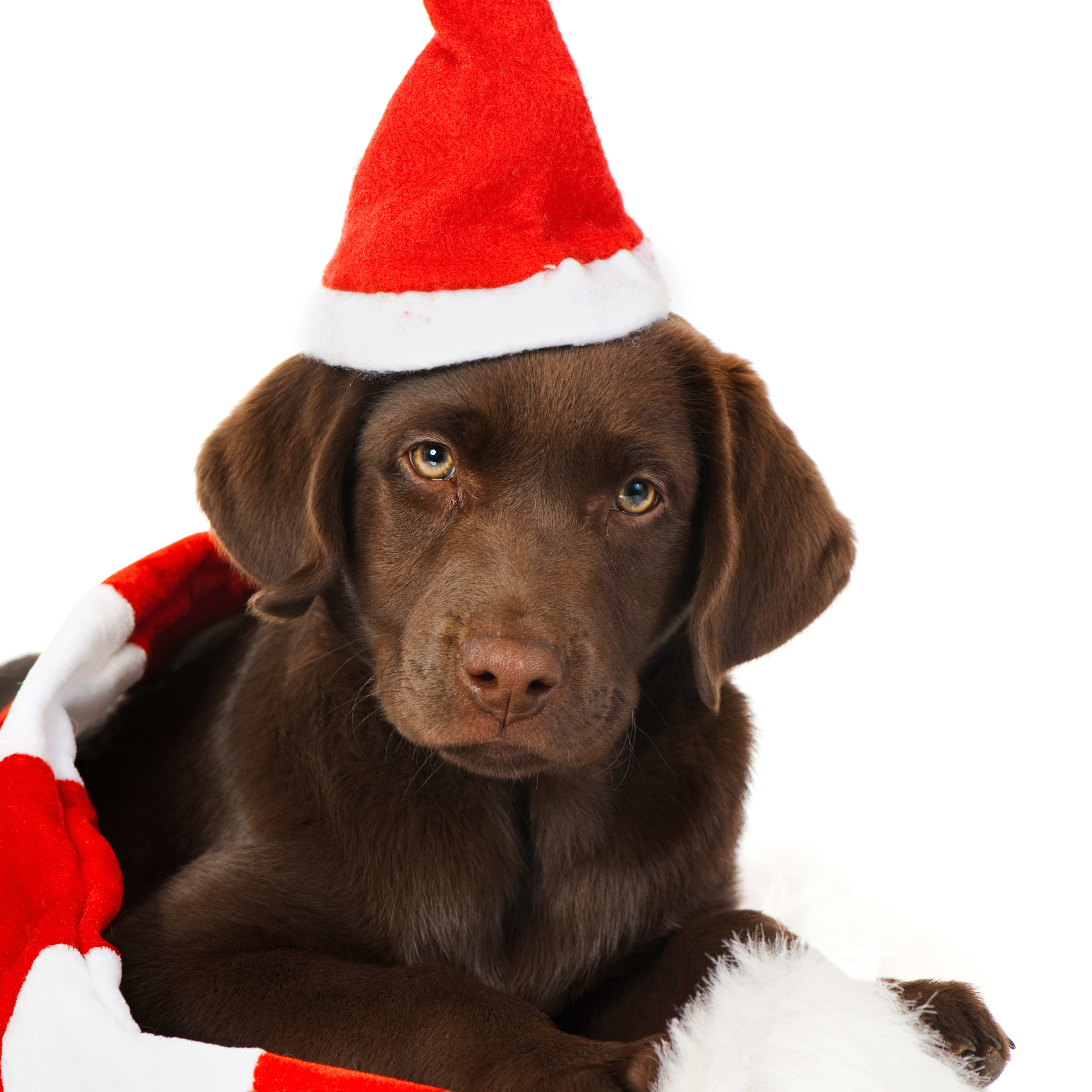 Labrador Retriever Steals Mom's Bubble Bath as Soon as She Leaves the ...