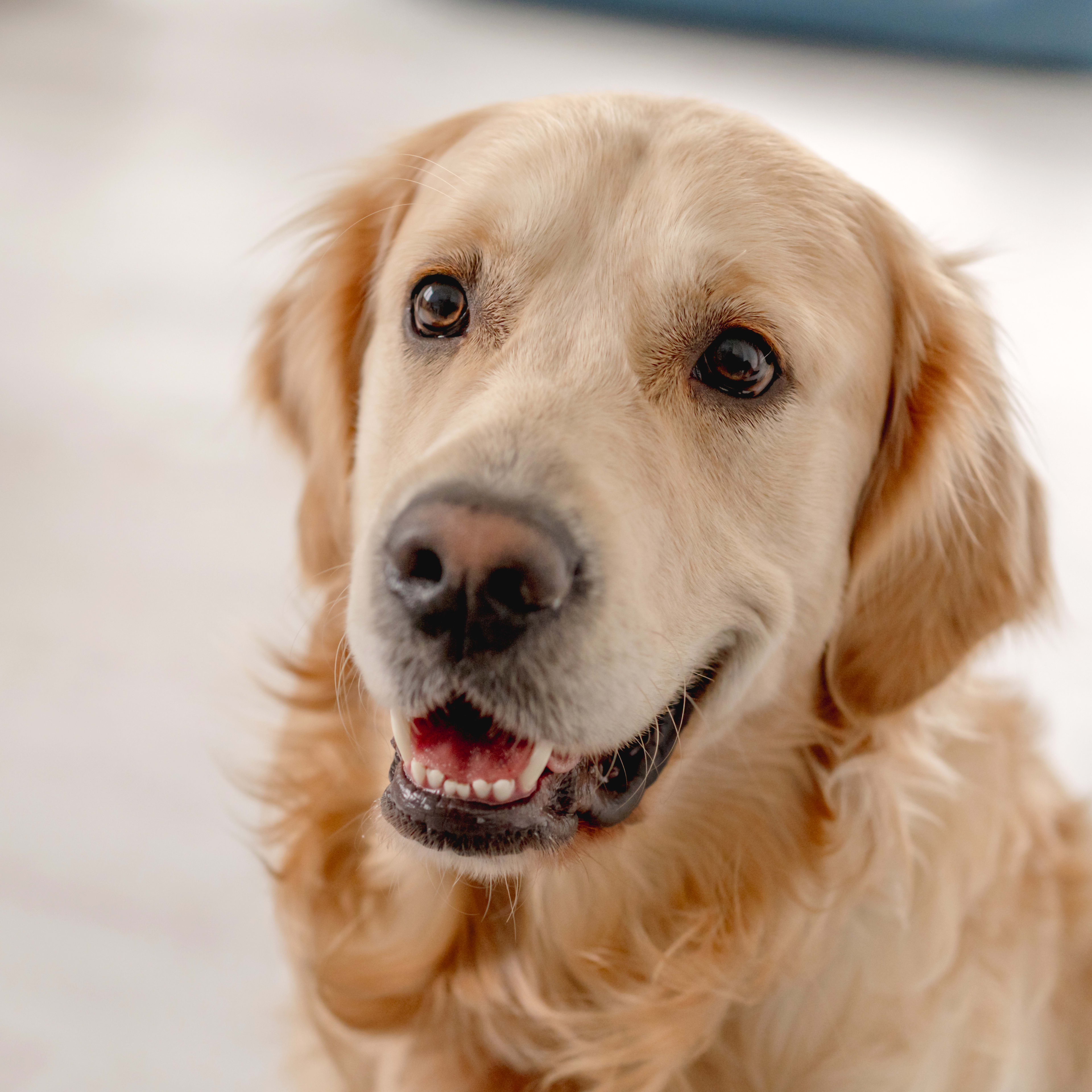 Labrador Retriever ‘Cronching’ a Mozzarella Stick Has Our Mouths ...