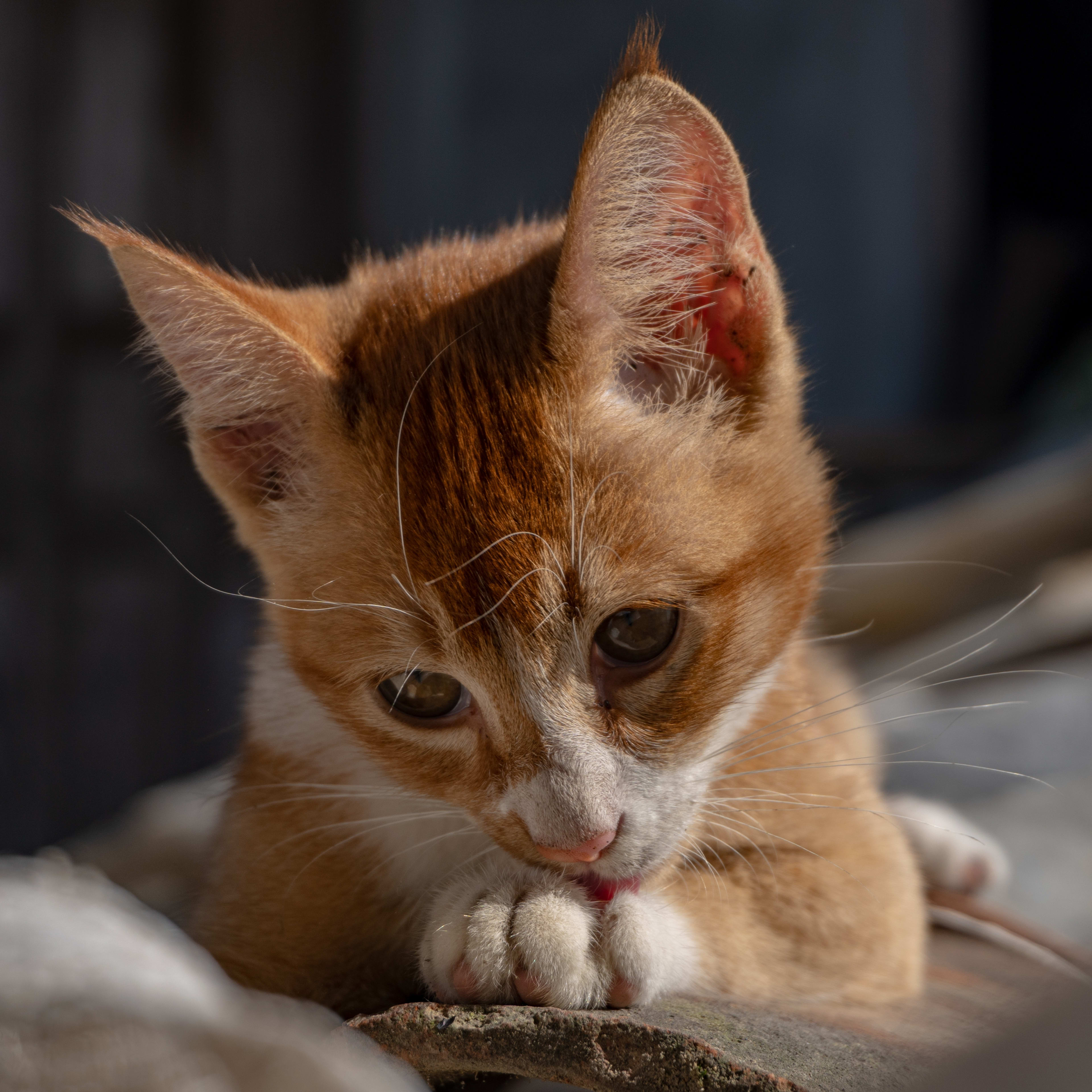 Baby Girl Holds a Kitten for the First Time and We’re All in Love ...