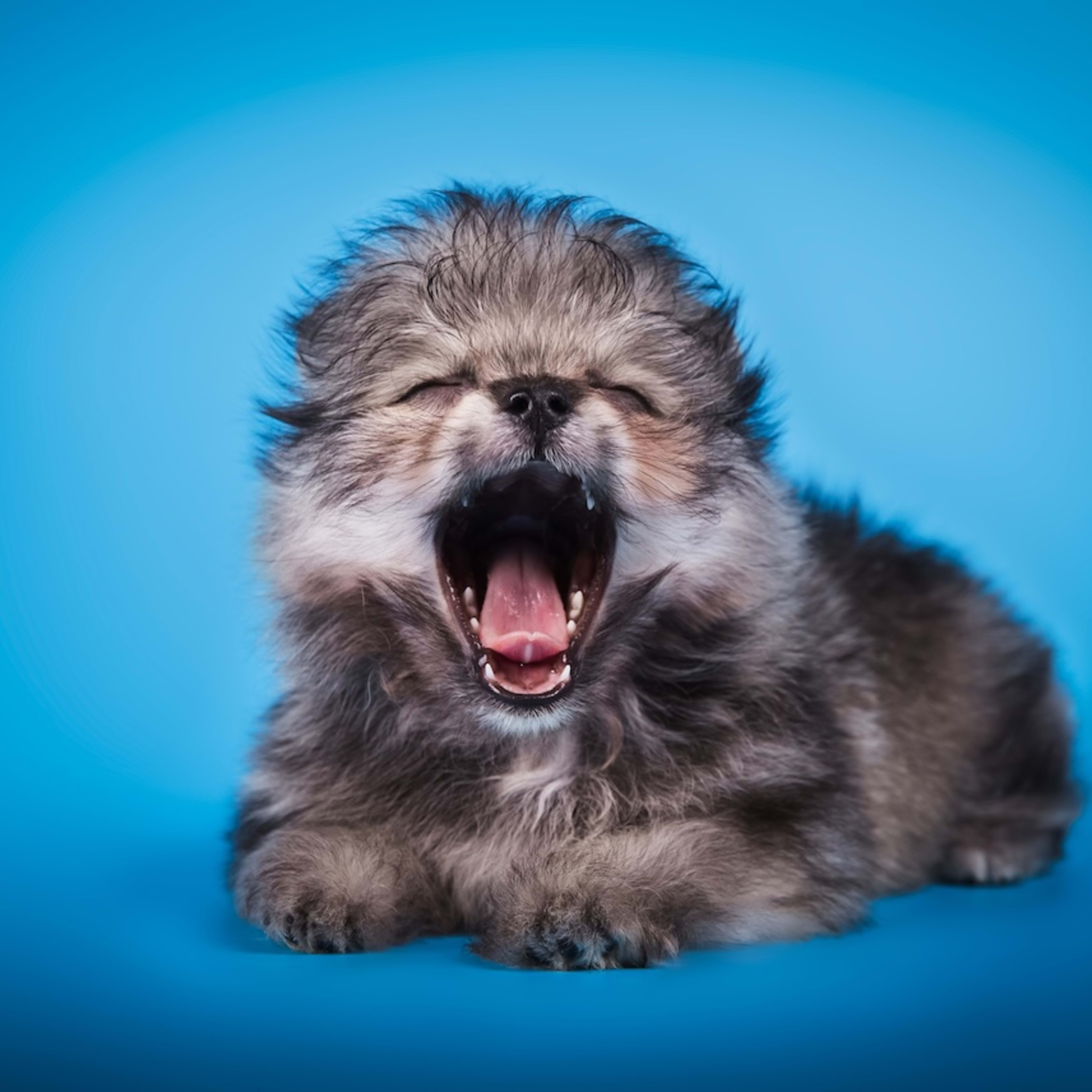 Tiny Pomeranian Puppies Look Like Grizzly Bear Cubs and Sound Like ...