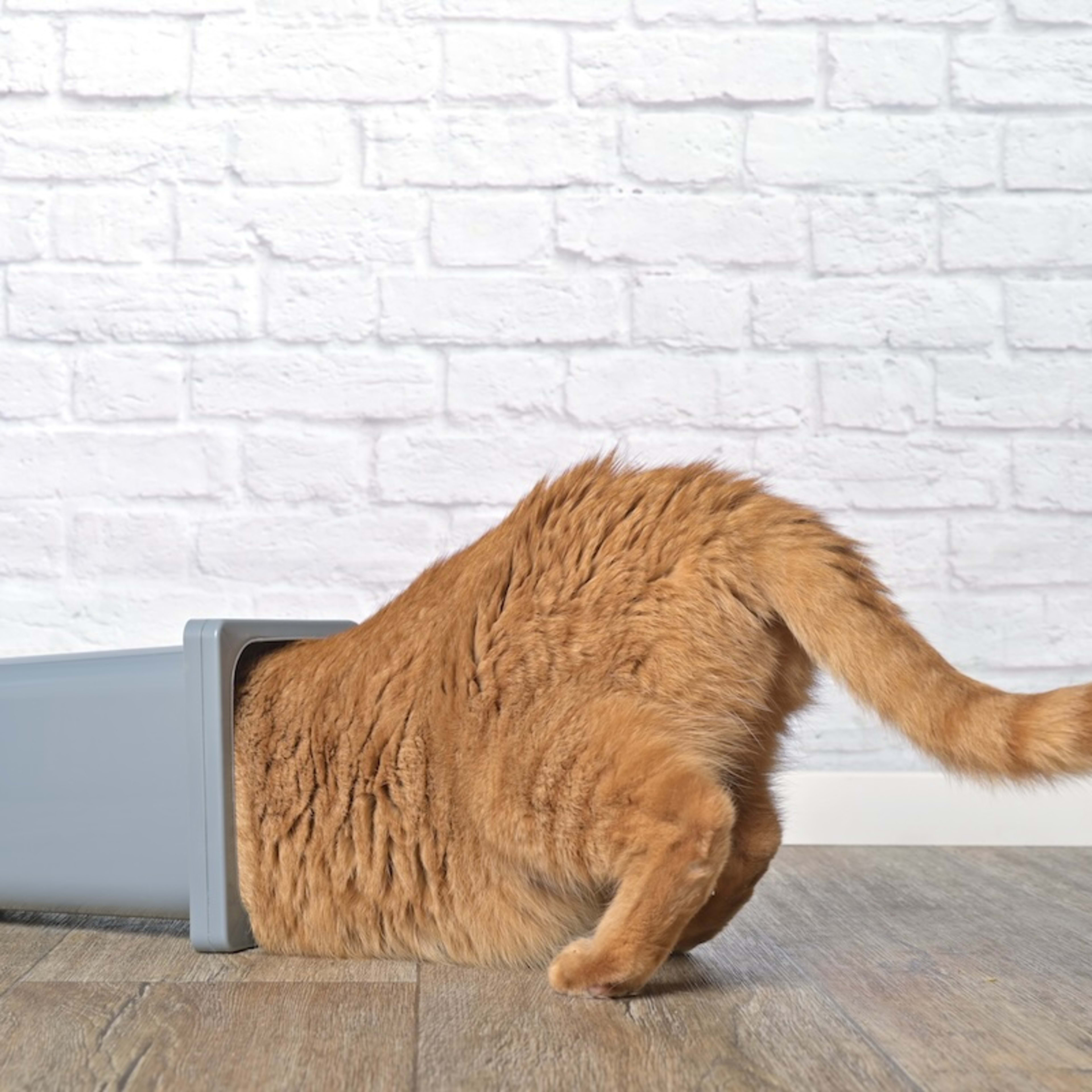 Orange Cat Claims the Top Bunk Every Time and His Fluffy Sibling Is ...