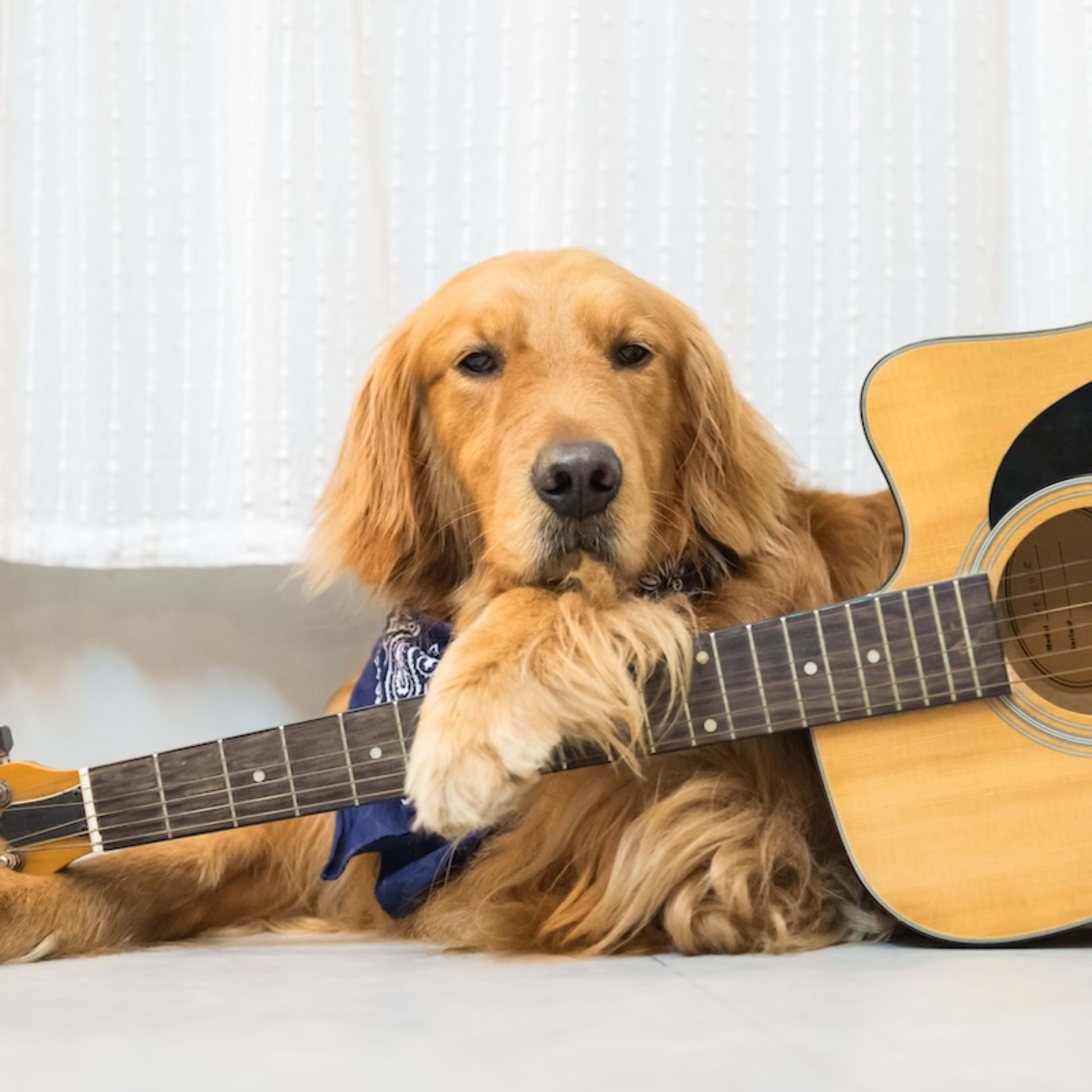 Cranky Dachshund Pouts When Favorite TV Show Is Turned Off—and Honestly ...