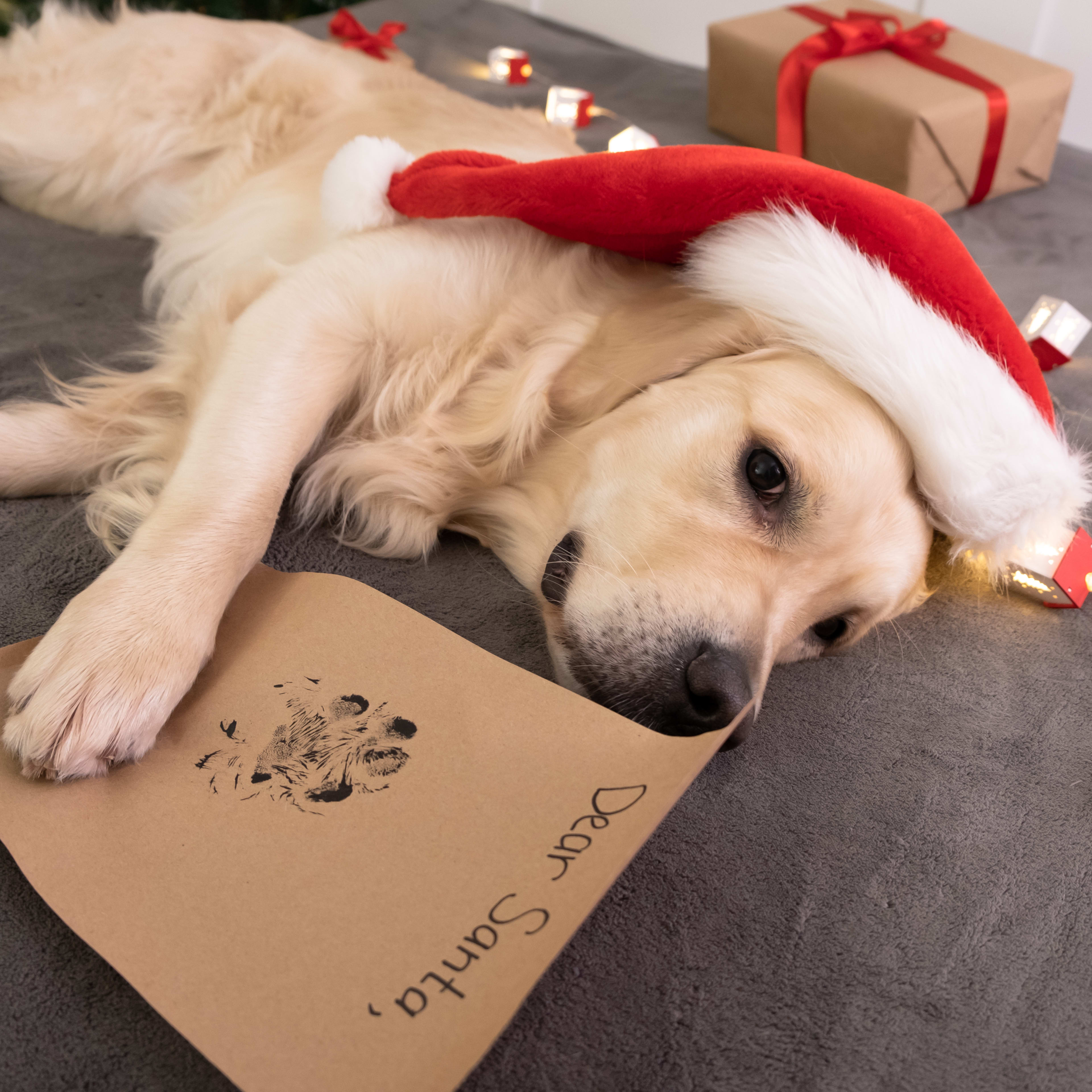 Golden Retriever Puppy Surprises Bernese Mountain Dog in the Cutest ...