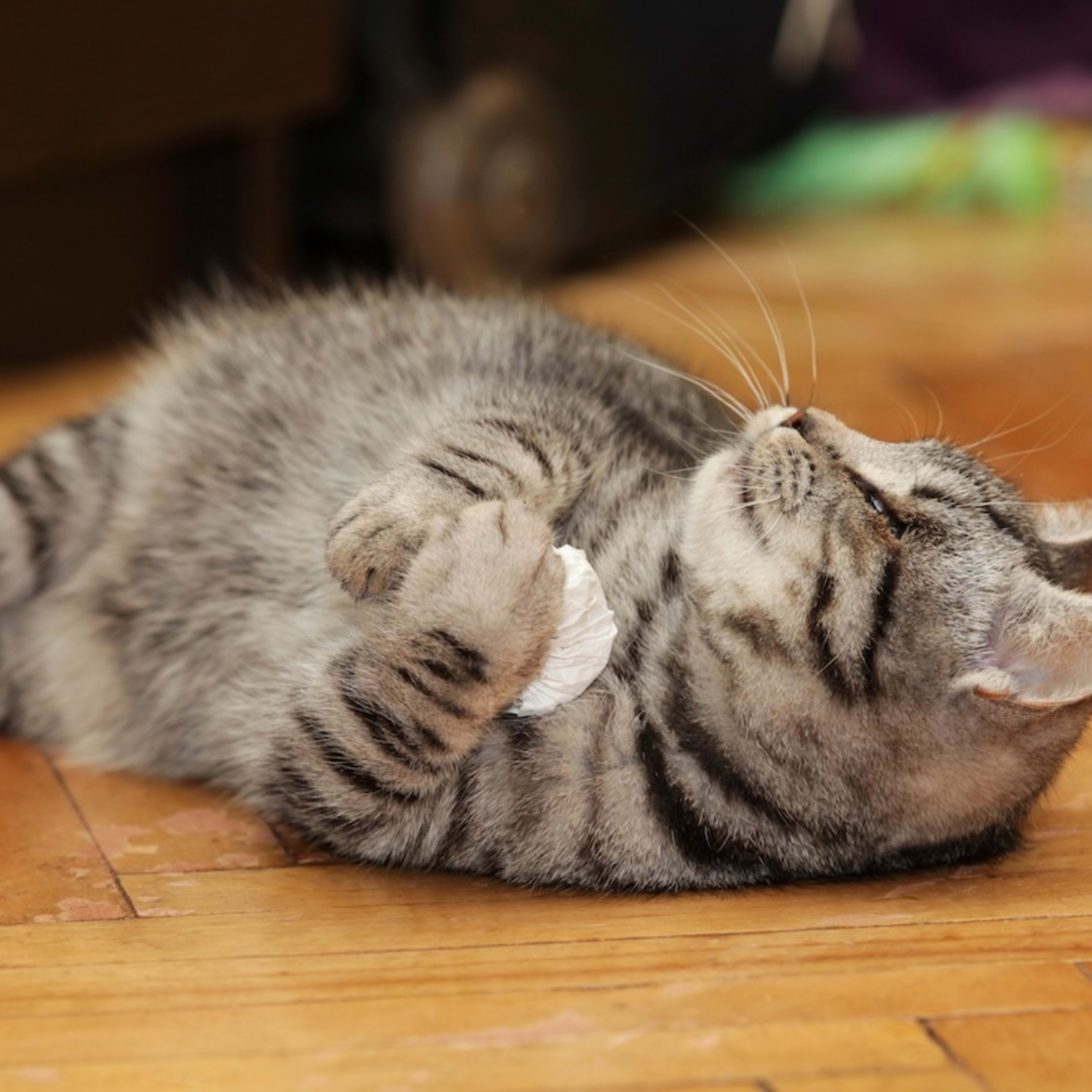 Blind Cat Trying To Play With Foster Brother Is Giving Us All the Feels ...