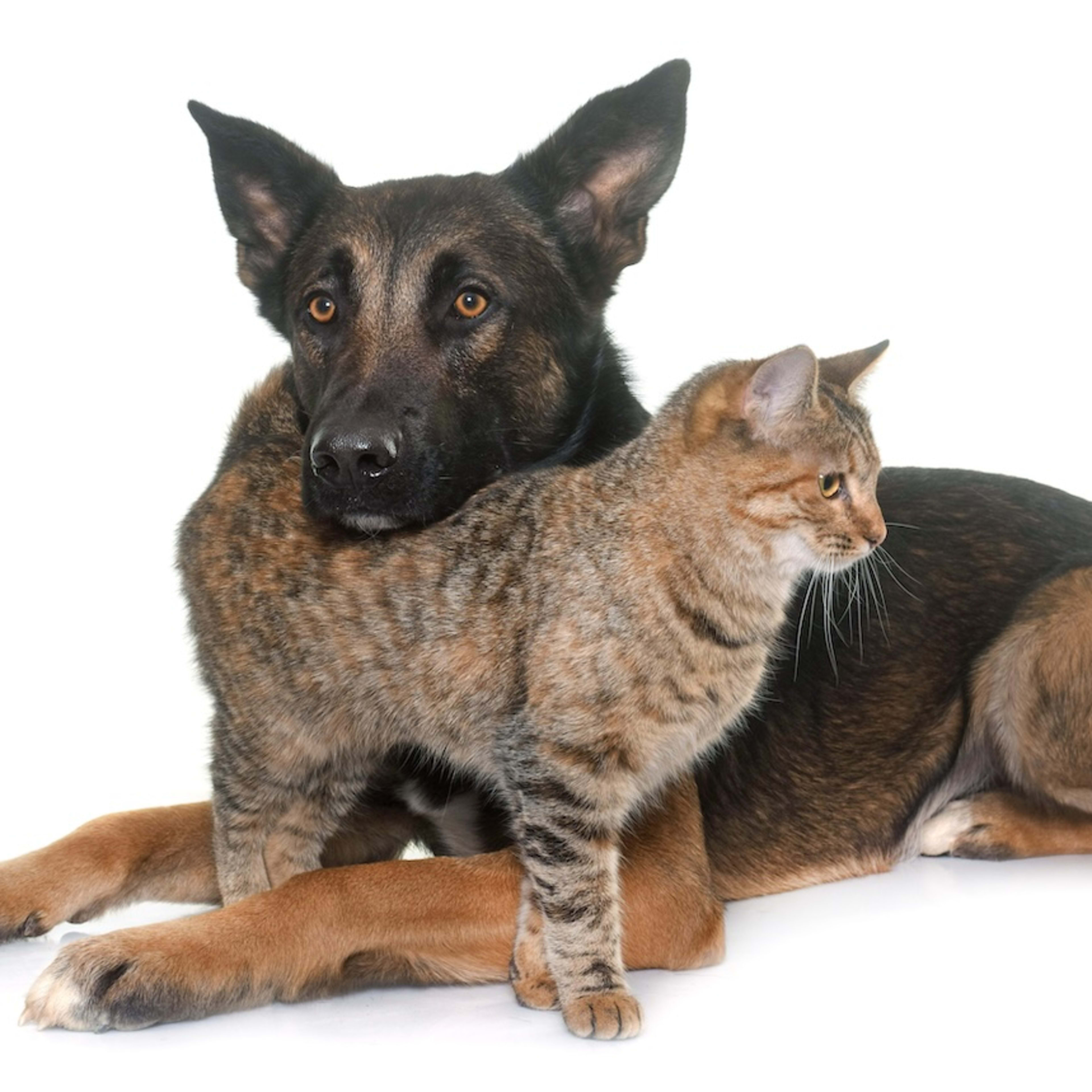 Belgian Malinois Loving on His Younger Kitten Sibling Is Total ...