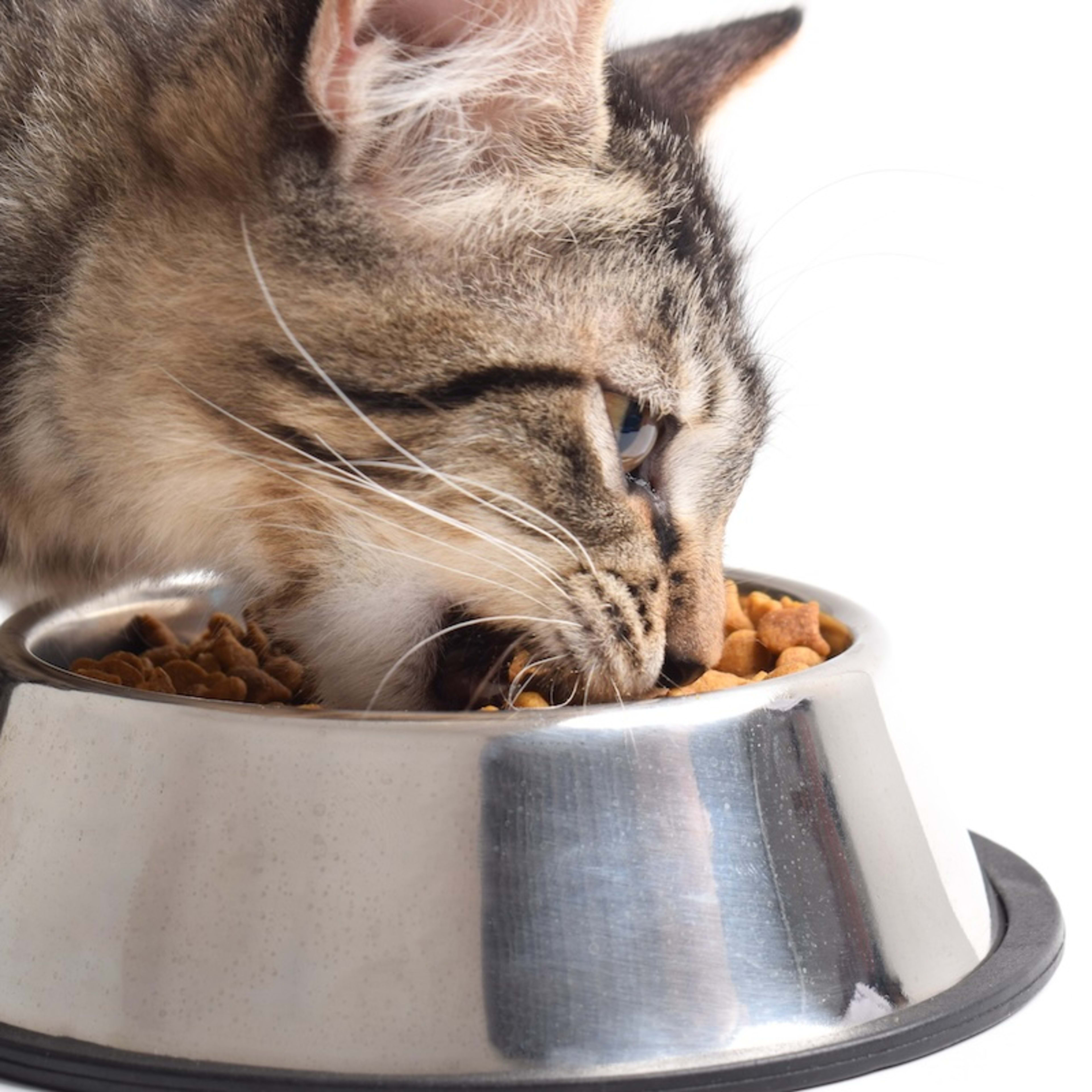 Foster Tabby Kitten Is Furious Over Dry Food Like, 'Why Am I Eating ...