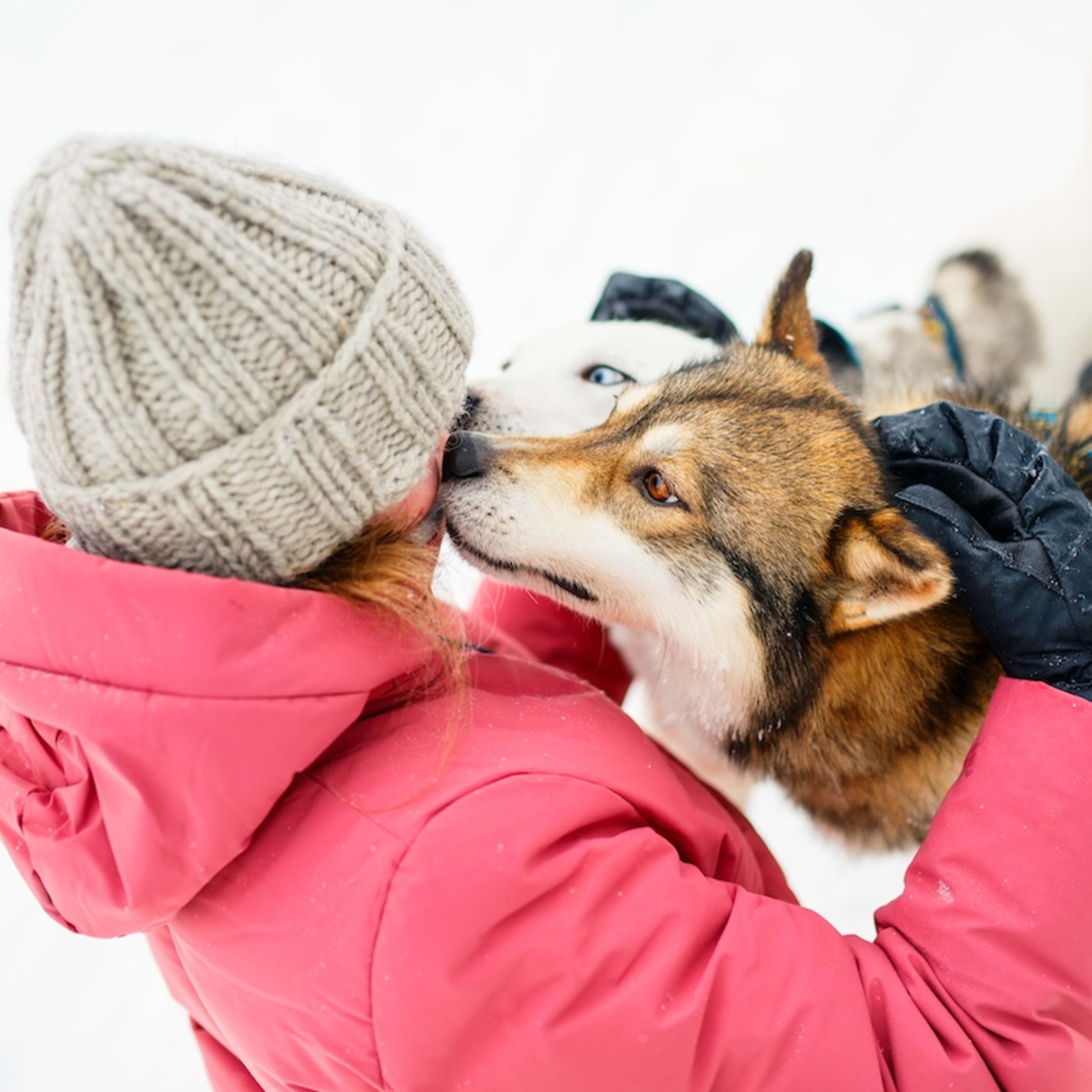 Maltese Pup Trying To Get Cuddles From Dad Is Too Cute for Words ...