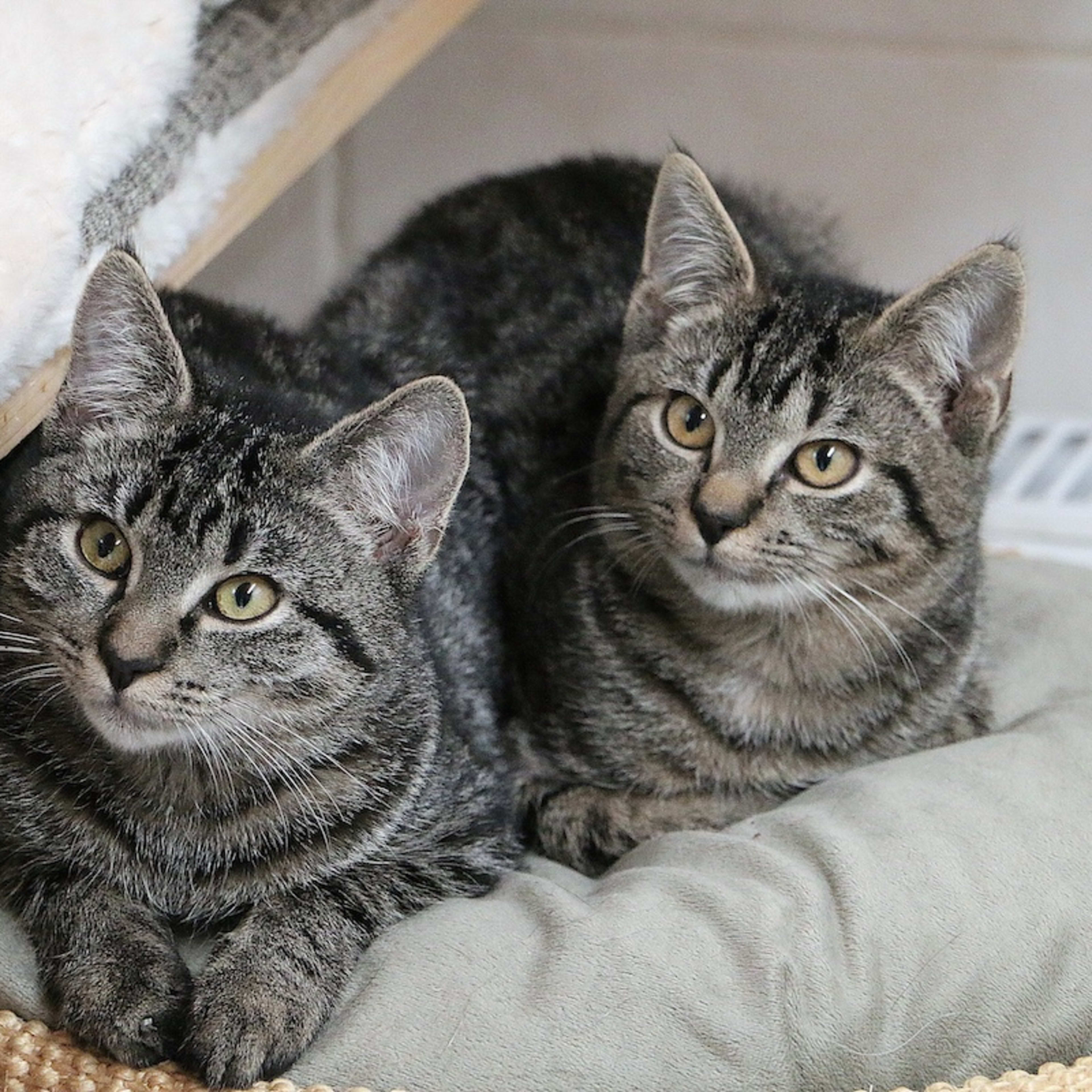Tuxedo Cat Begs To Go Outside Until Mom Opens the Door and She Sees the ...