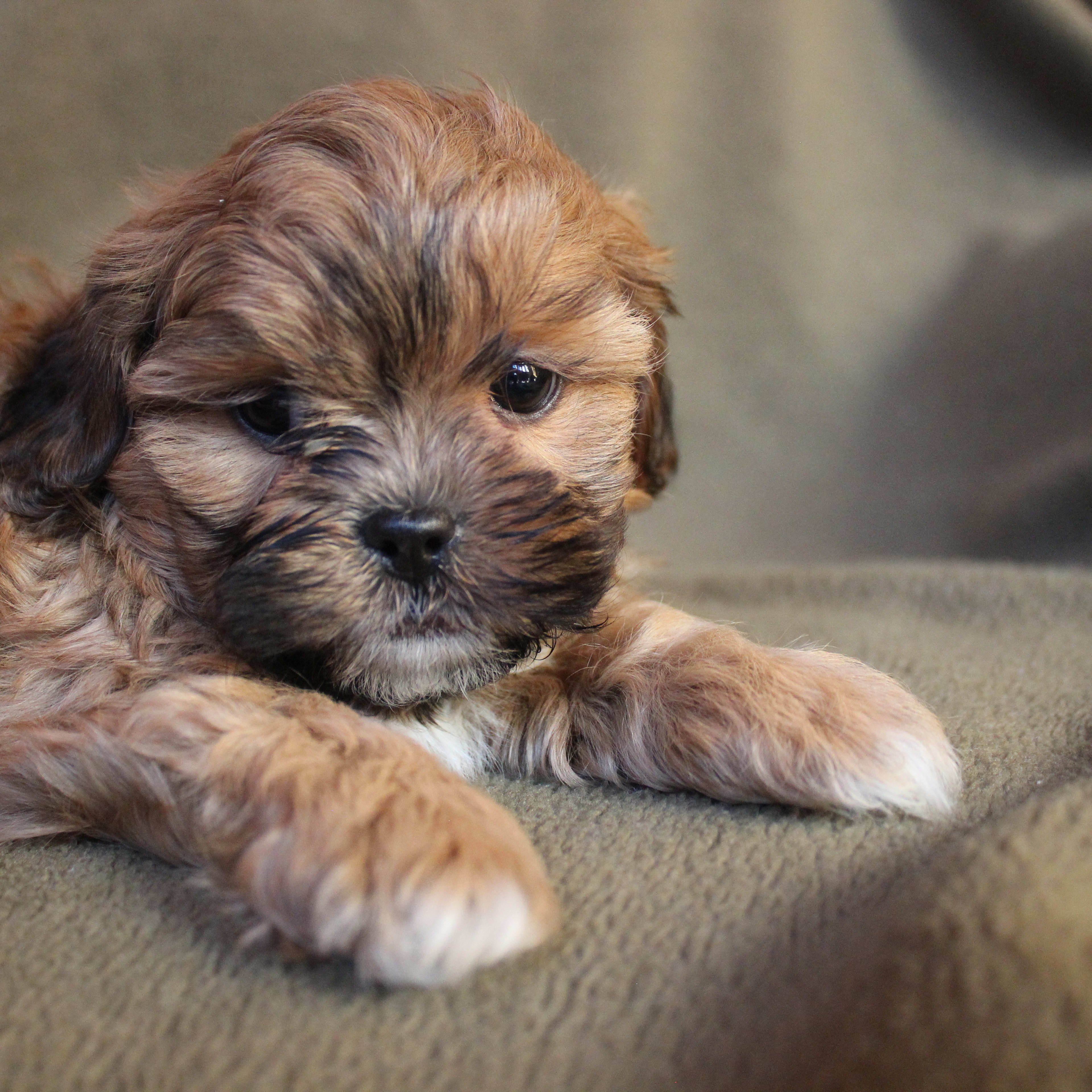 Shih-Poo Puppy’s First Time Wearing Shoes Is Just the Right Amount of ...