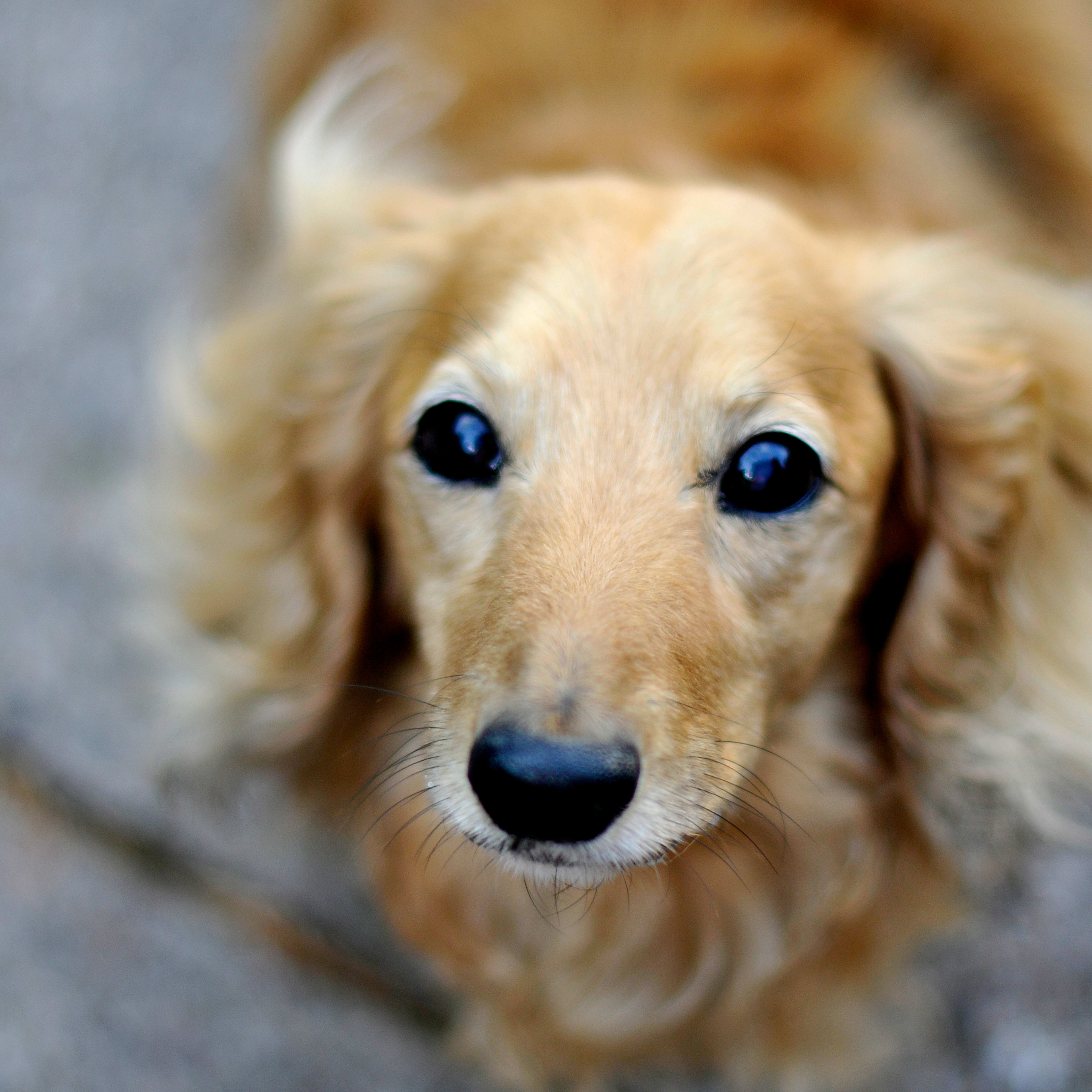 Dachshund Takes One Trip to Home Depot and Becomes a DIY Expert - PawNation