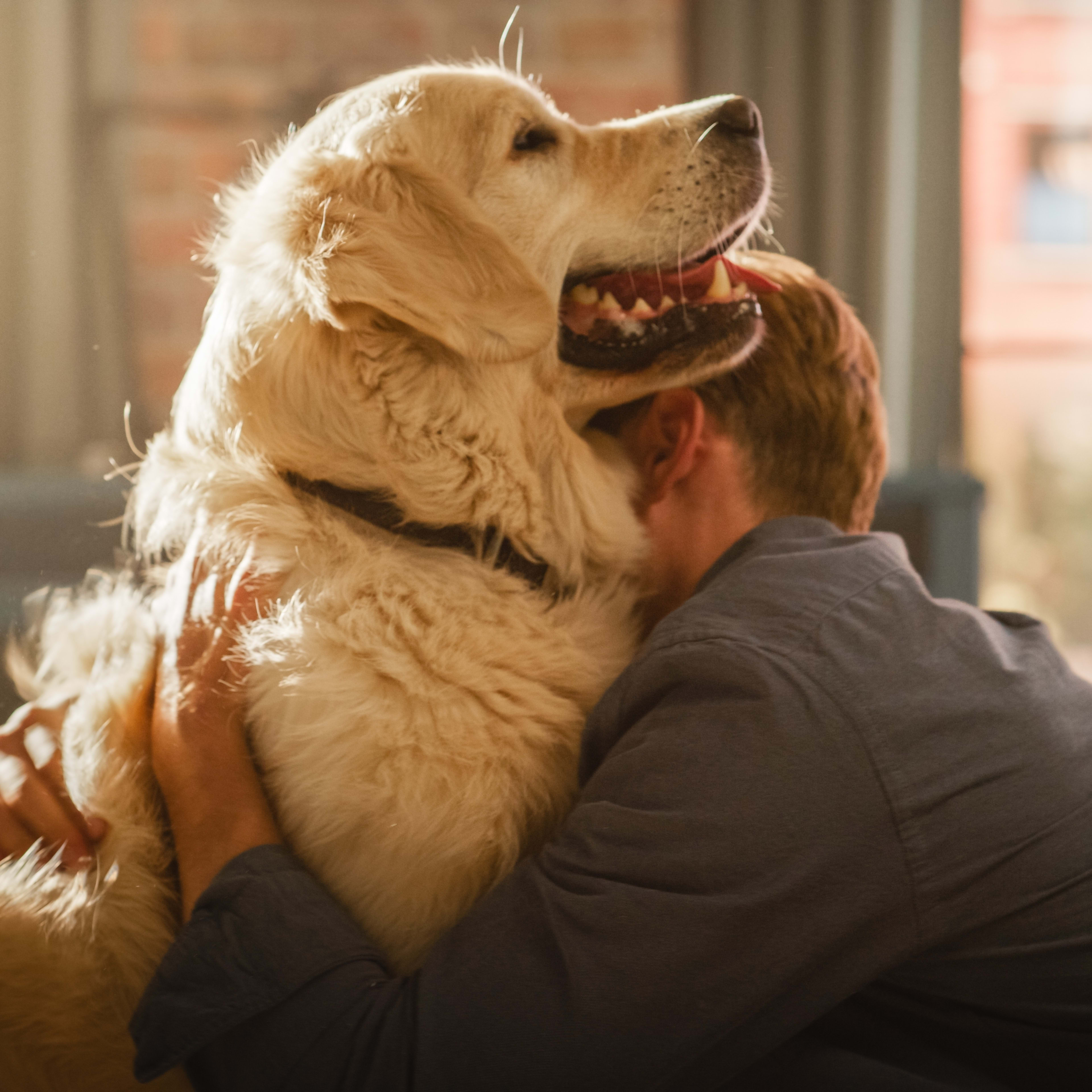 Golden Retriever Is So Impatient While Puppy Sister Learns How To Walk ...