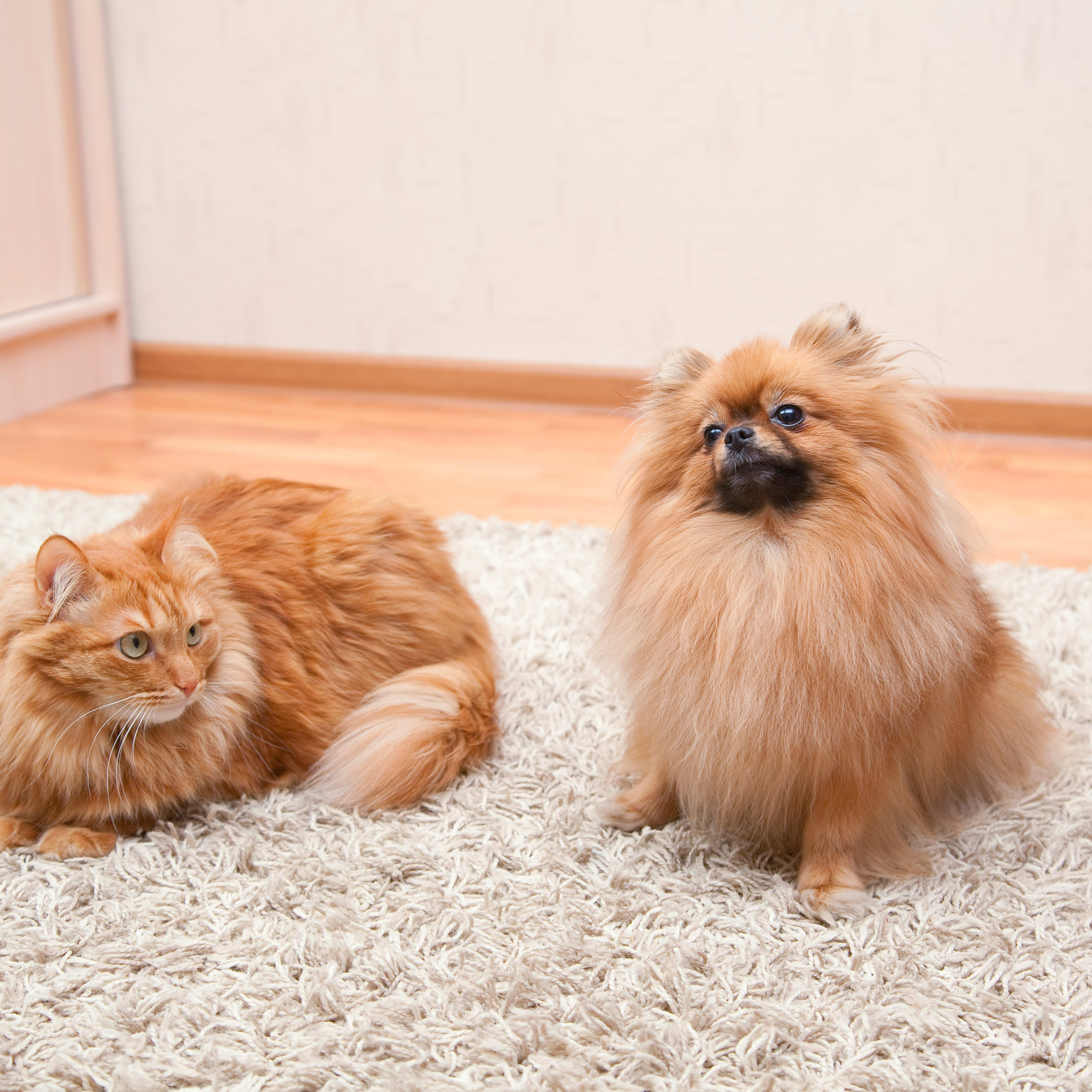 Pomeranian Politely Asks Mom To Evict the Cat From Her Couch Spot ...