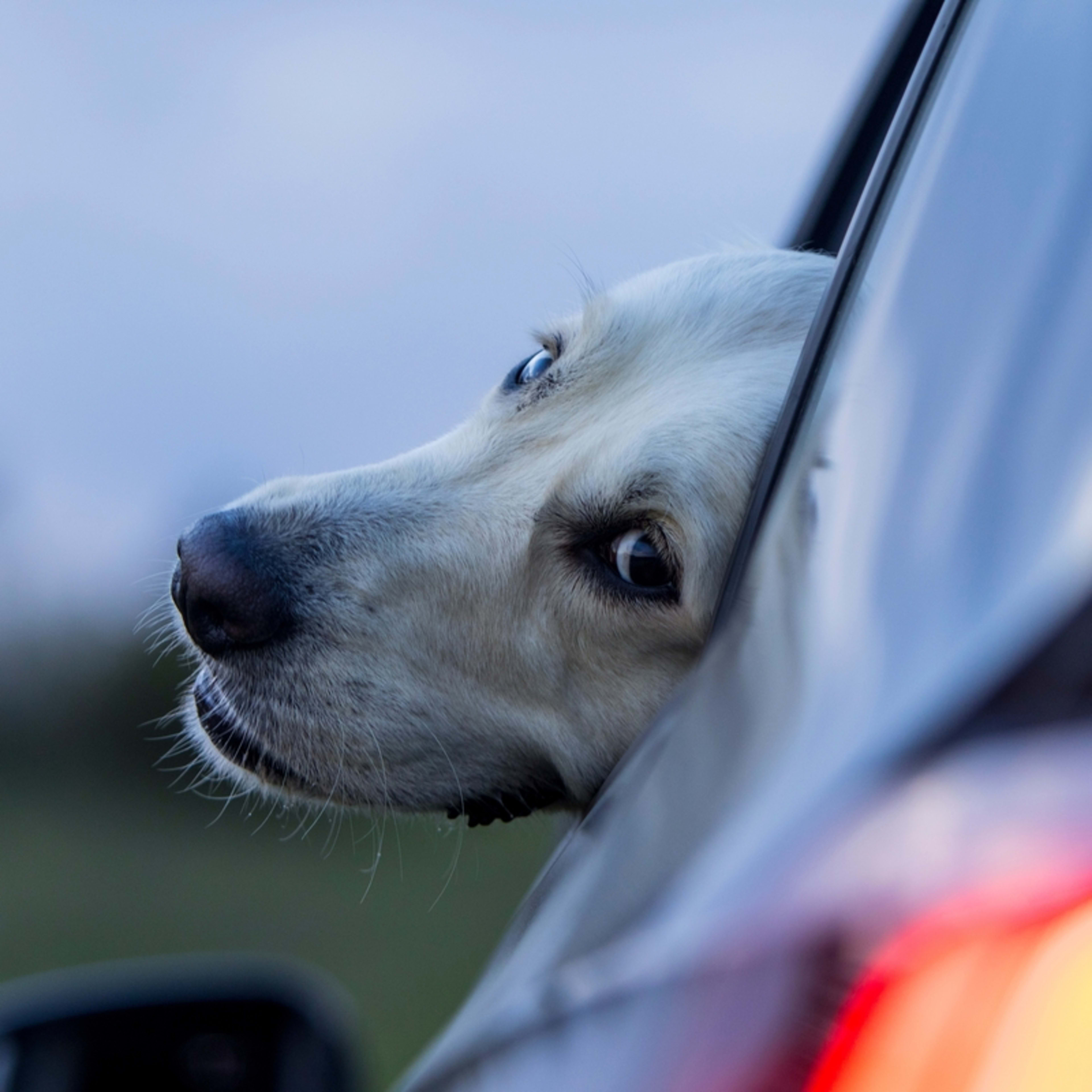 Golden Retriever's Emotional Goodbye to Aunt Is the Sweetest - PawNation
