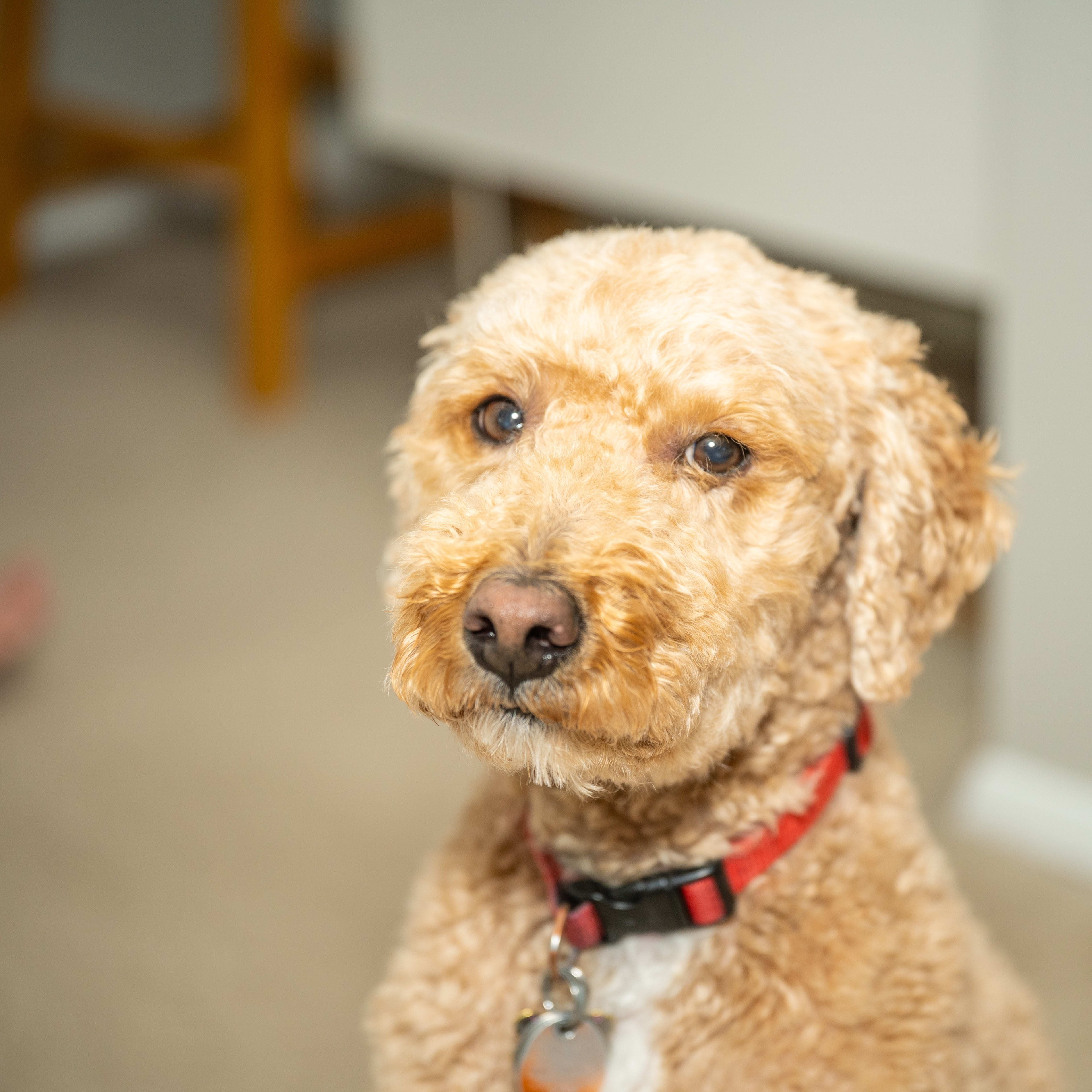 Labradoodle Is Not Amused When Puppy Brother Crashes Ball Pit Playtime ...
