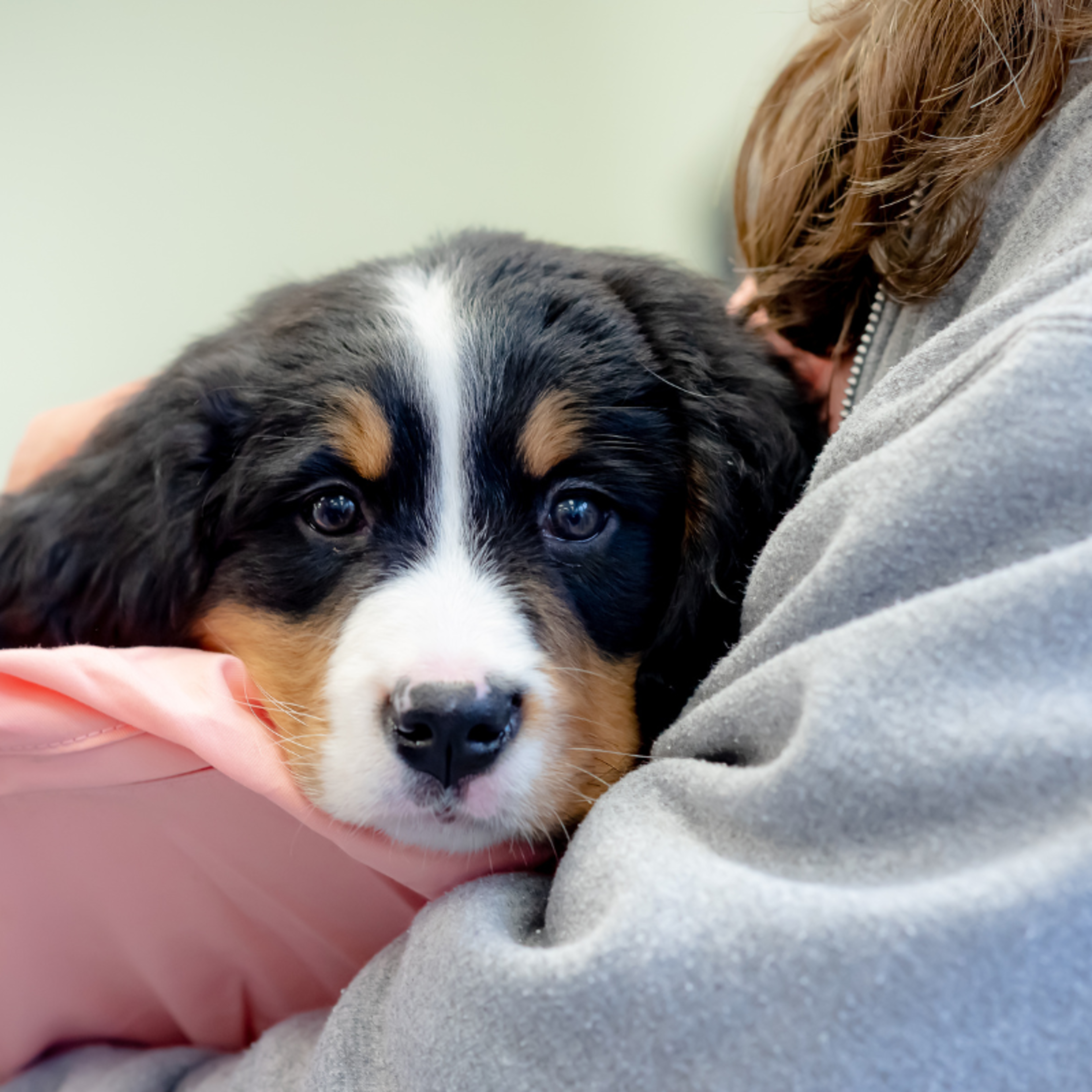 Bernese Mountain Dog Puppy 'Talking' at Just 16 Days Old Is Too Cute ...