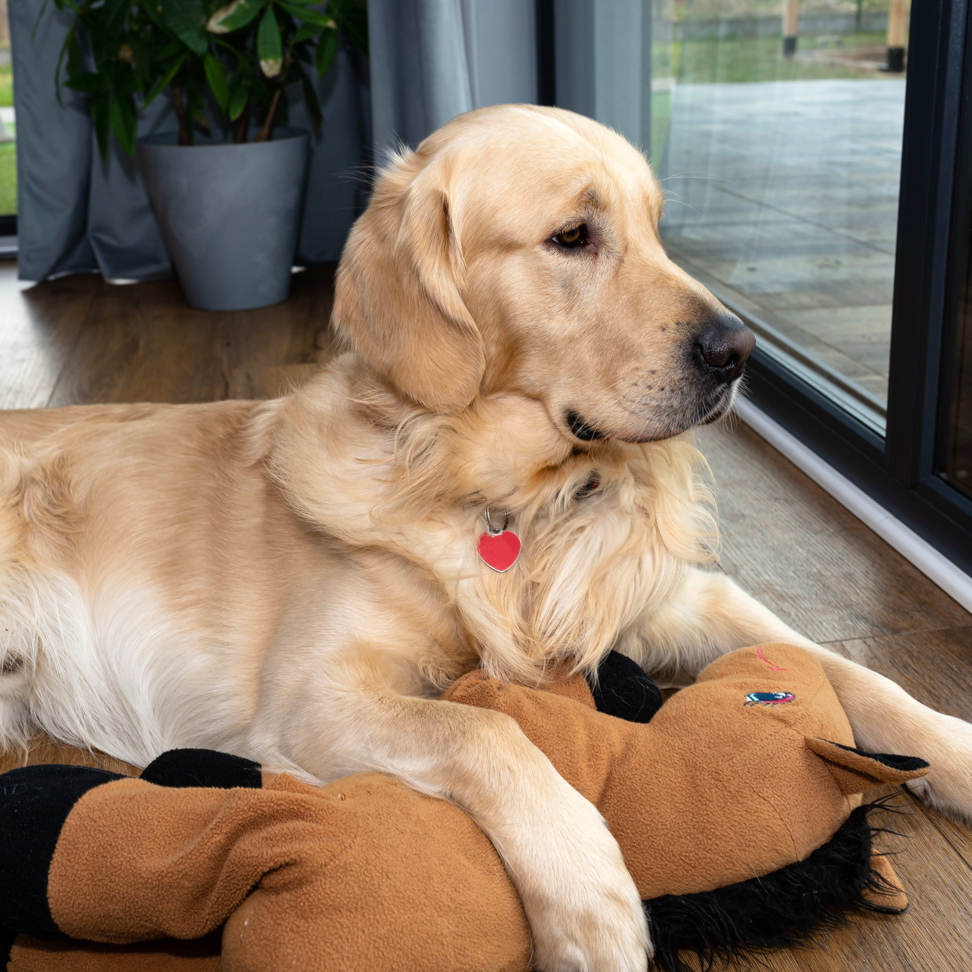 Bernese Mountain Dog Puppy 'Talking' at Just 16 Days Old Is Too Cute ...