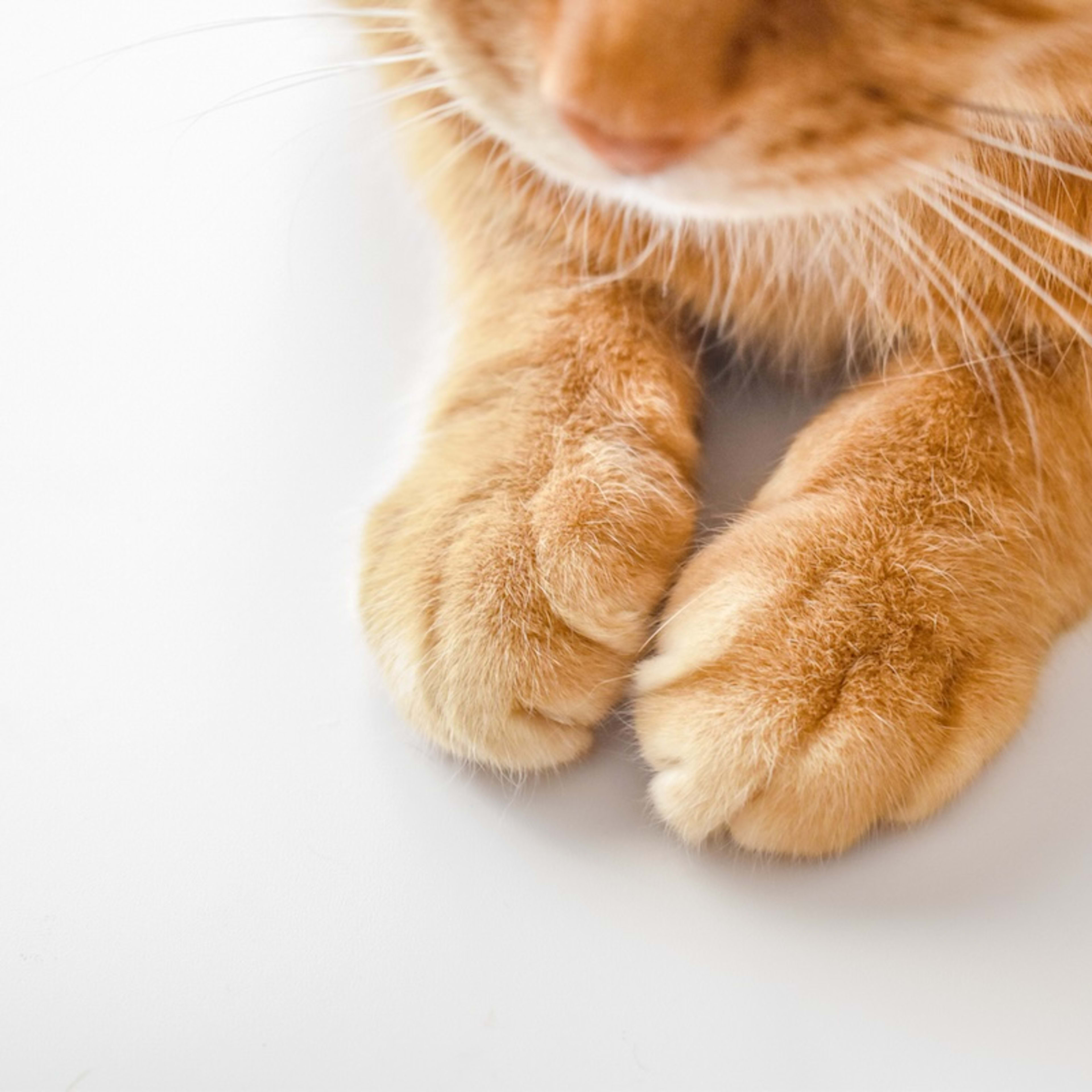 Orange Siberian Cat Looks Like a Hipster Barista With a Man Bun - PawNation