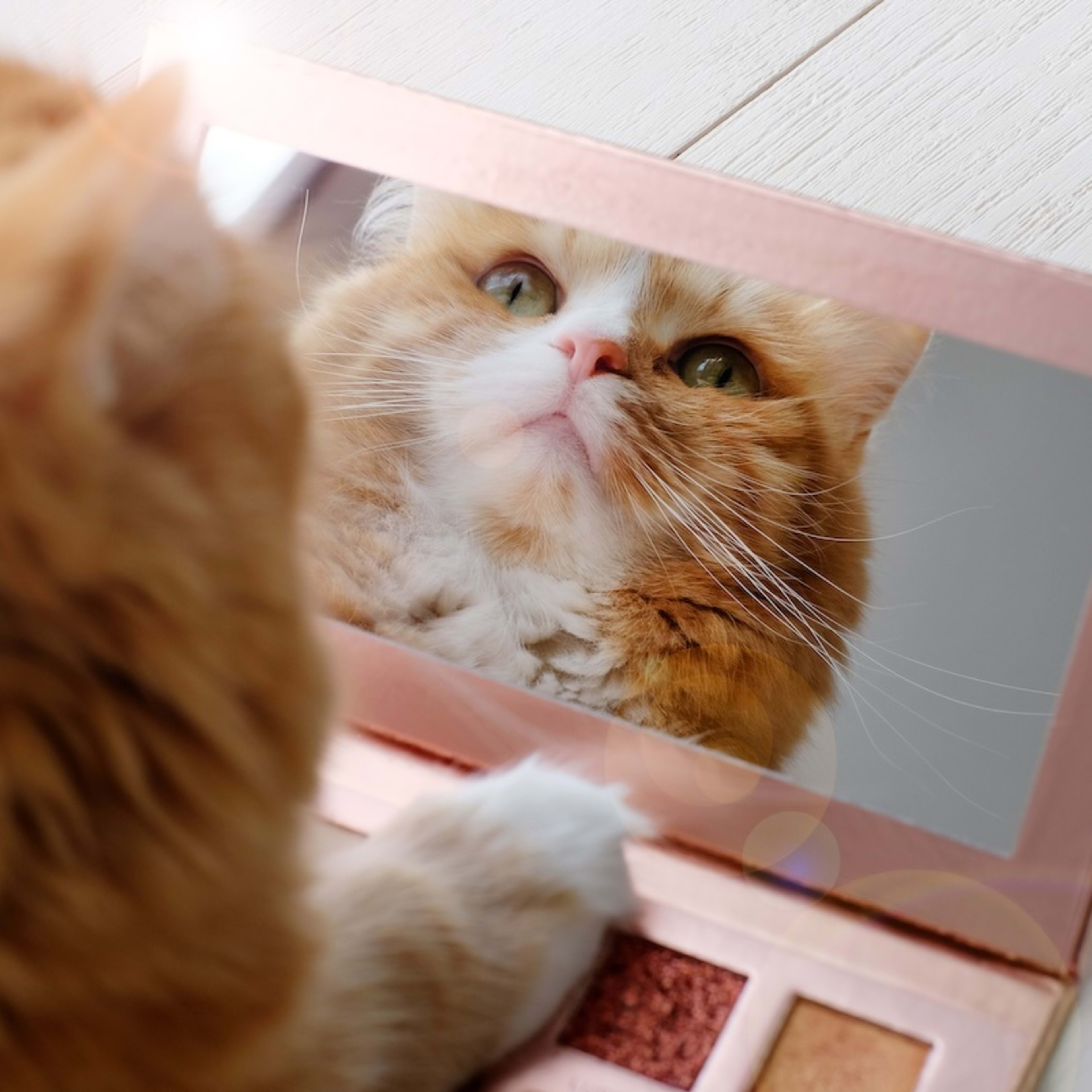 Cat Mom Accidentally Turns Her Orange Cat Into a Baddie - PawNation